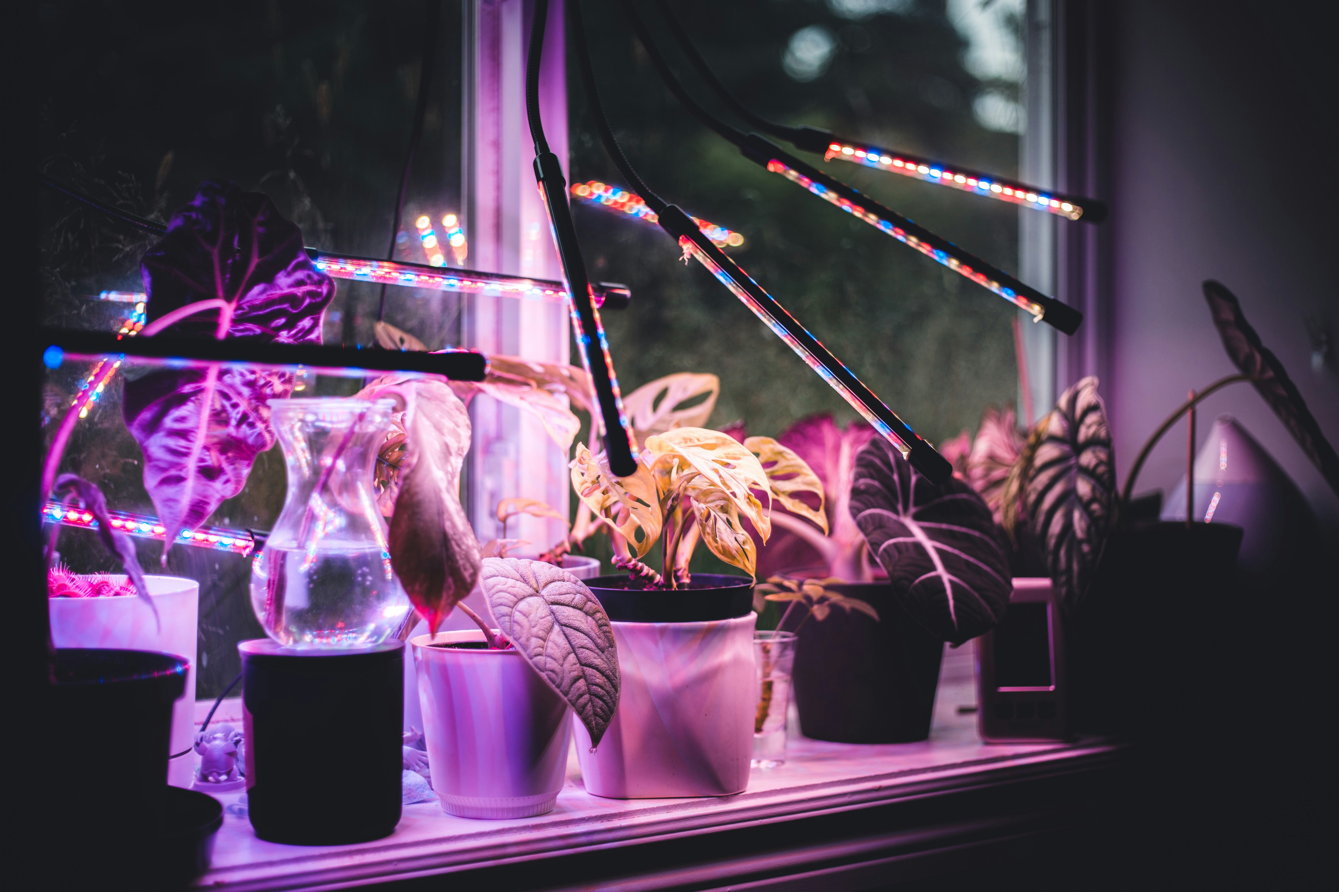 Neon-lit Verdure: A Lush Windowsill of Plants under Purple Glow