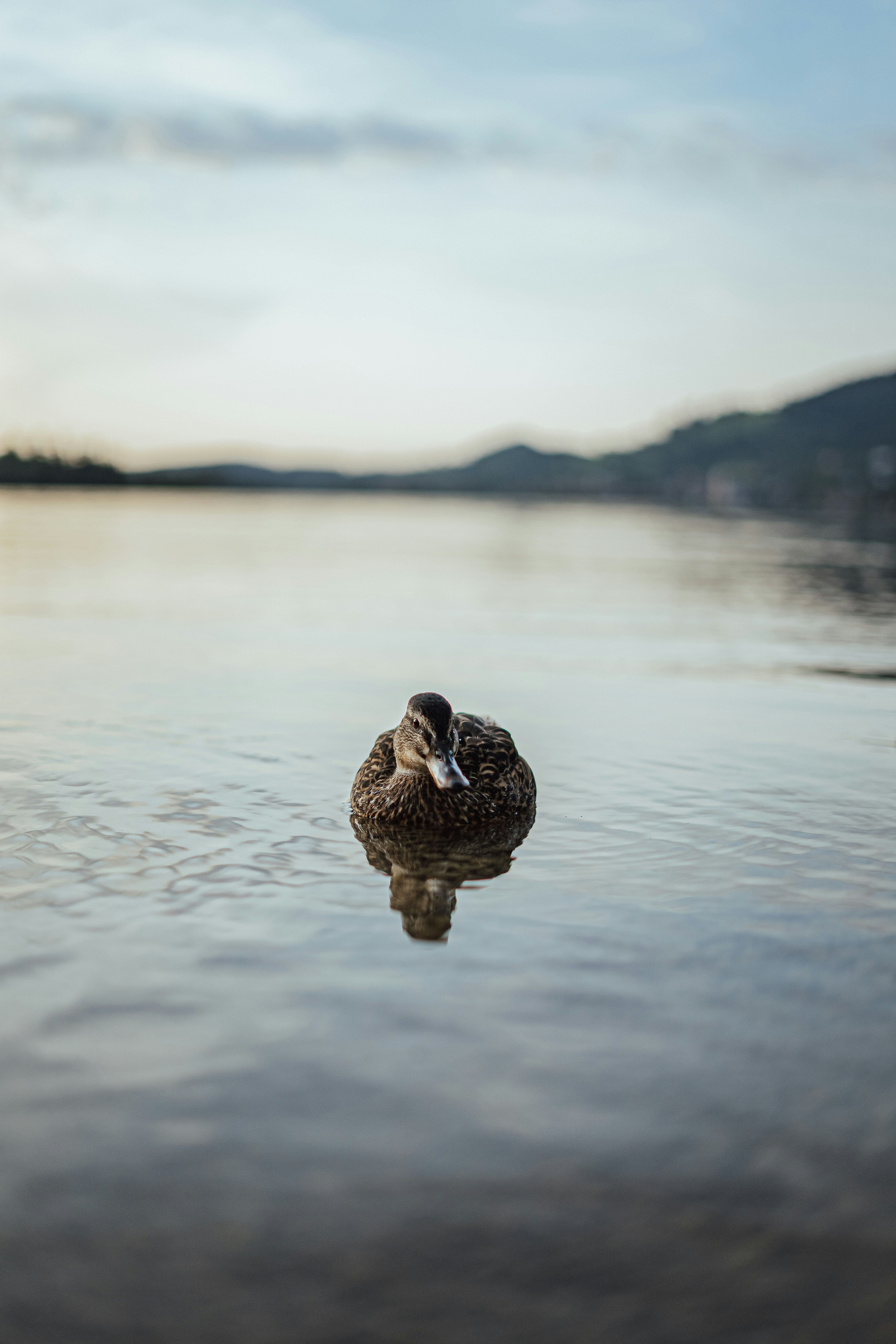 Duck at the lake Schliersee