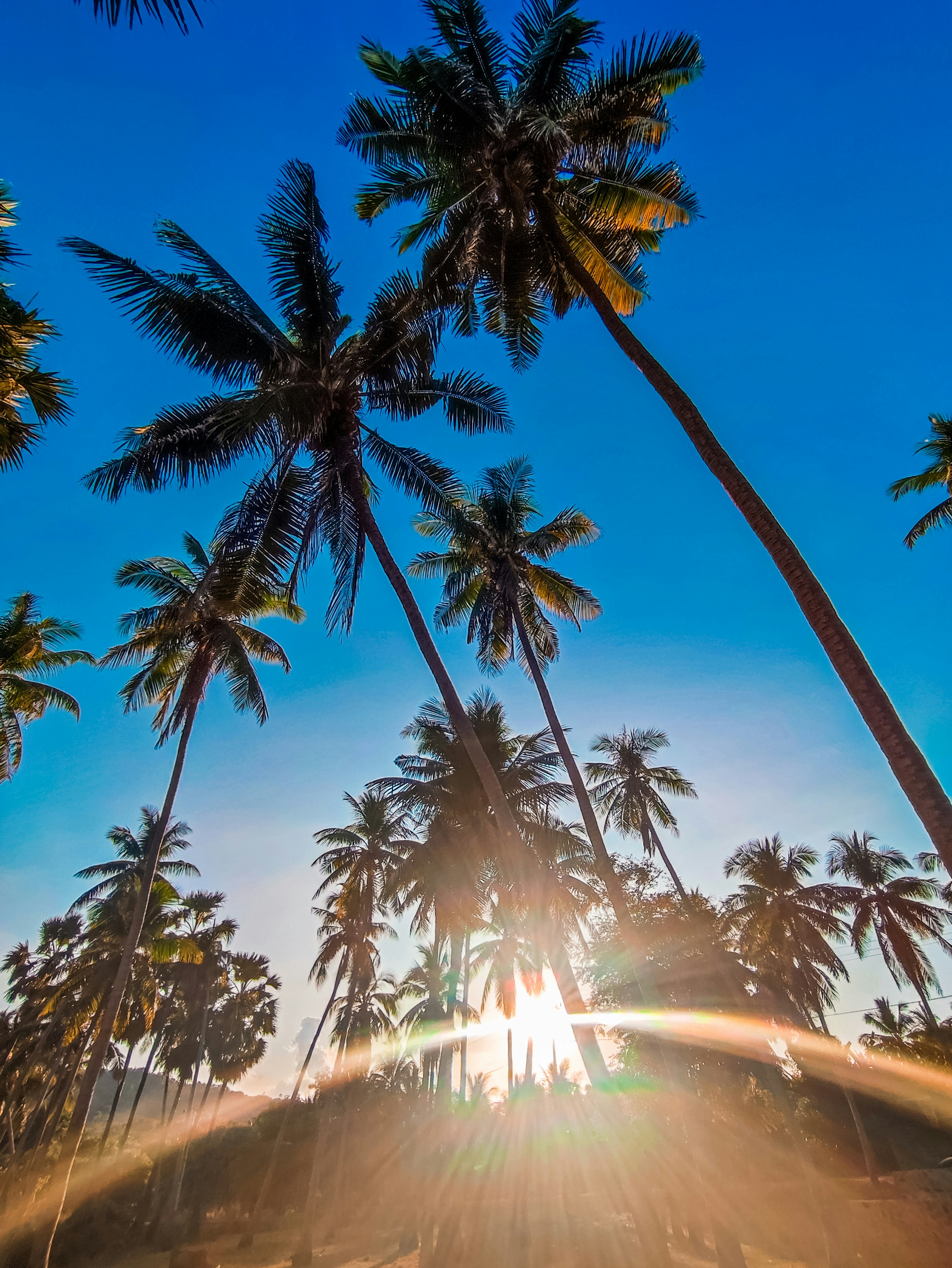 A group of palm trees photo – Free Blue Image on Unsplash