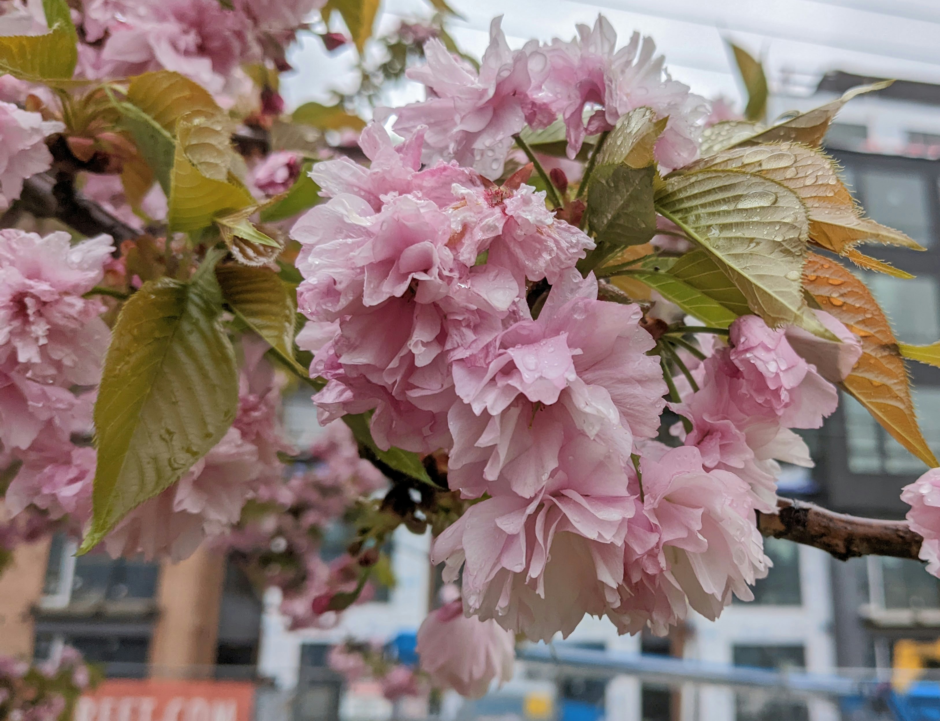 Bloomed cherry blossoms in D.C. after a rain storm.