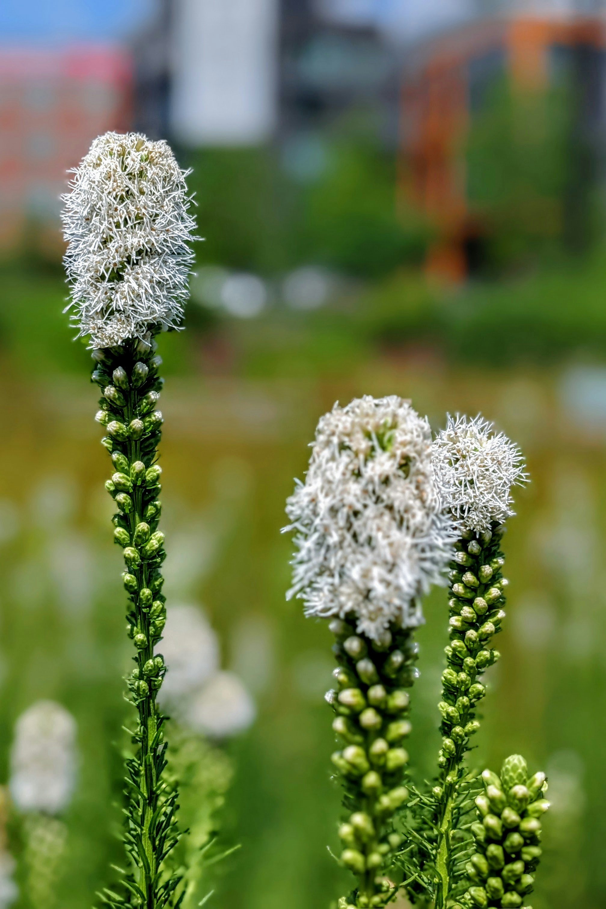 Snow-tipped Blooms Rise in a Sunlit Field Against a Soft-Blurred City Backdrop