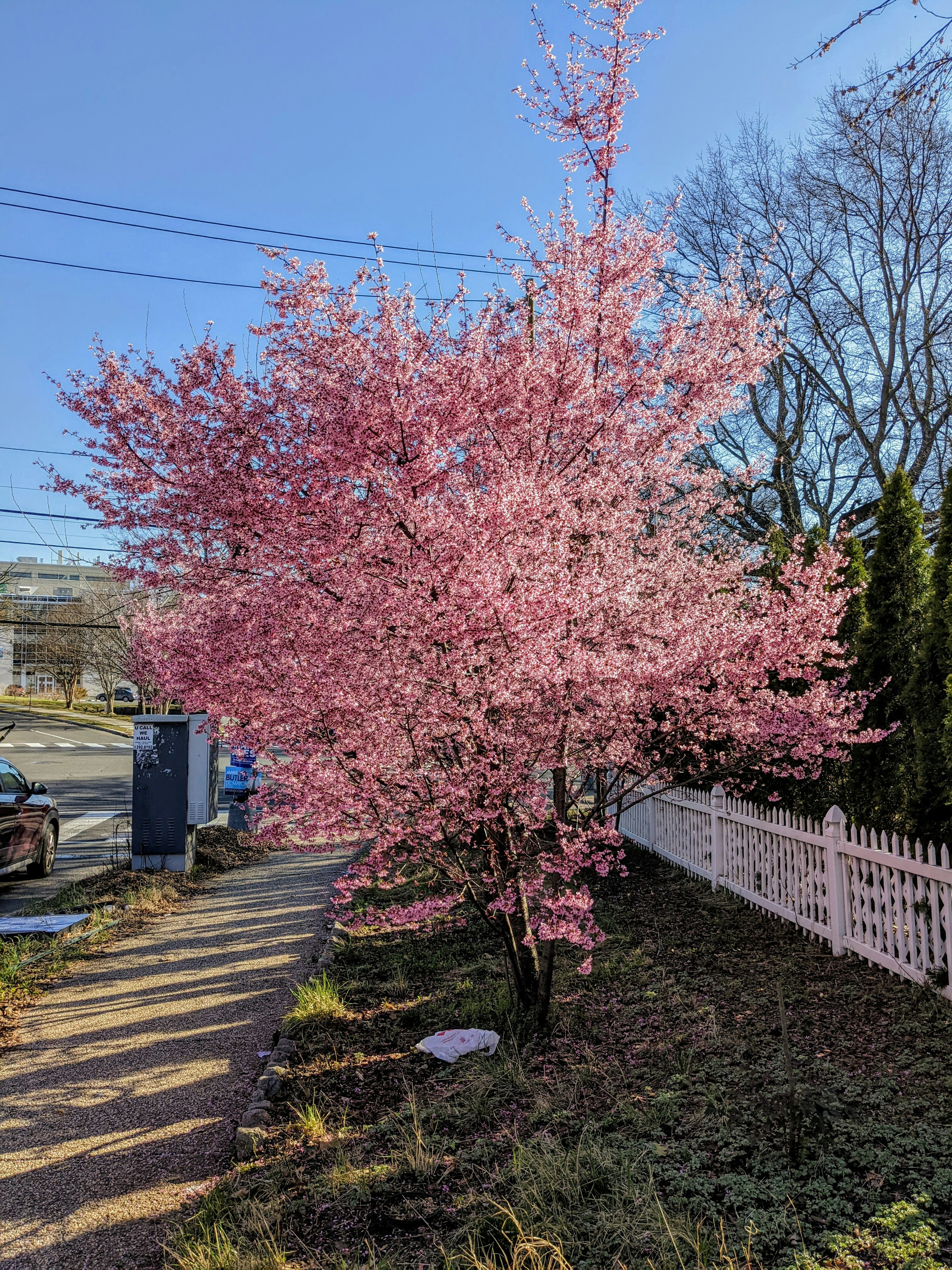 Pink Sakura Corridor Along a Quiet Suburban Street