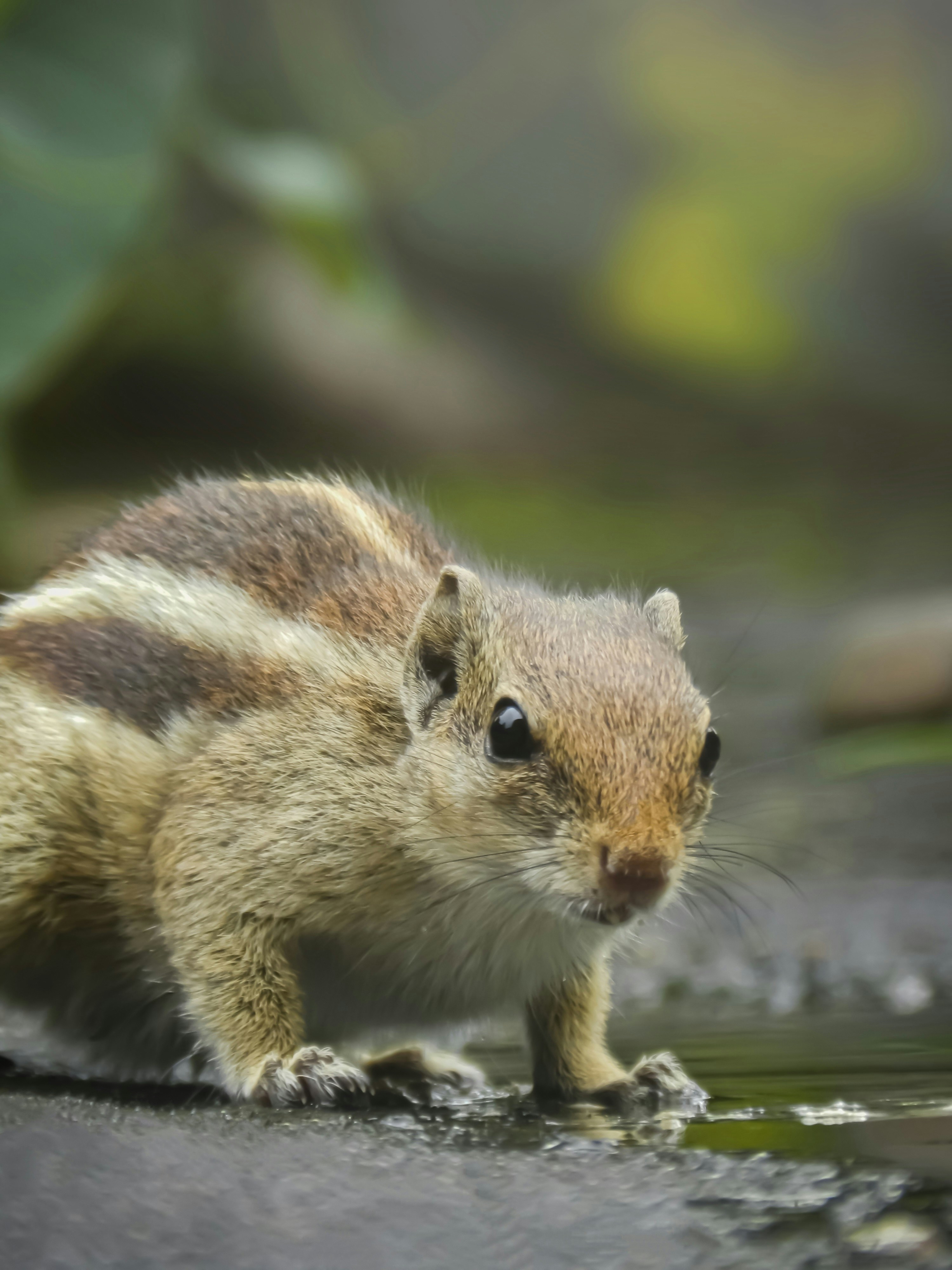 Photograph of a small squirrel at the water's edge, paws in shallow ripples with a softly blurred green background.