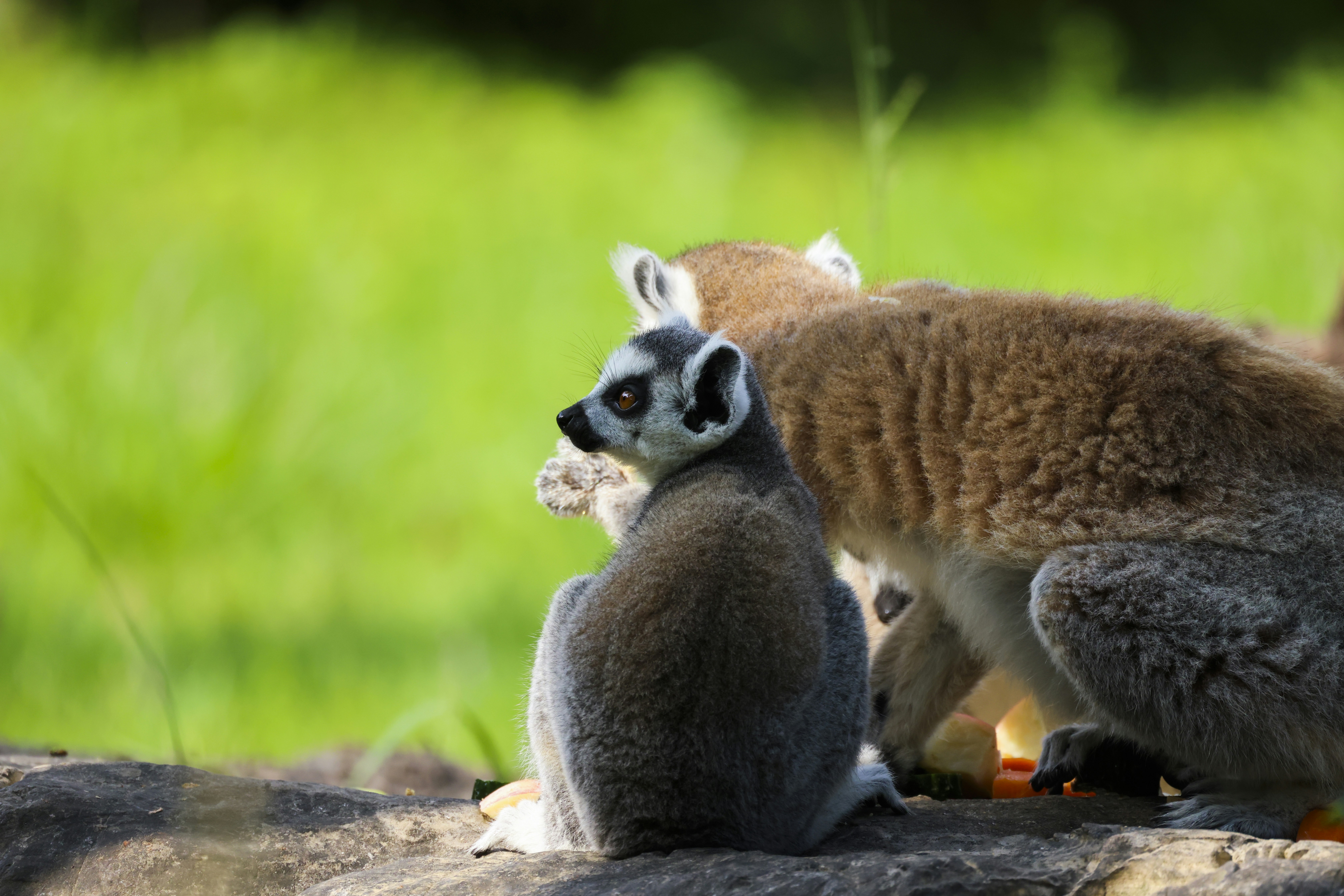 A young lemur sits pensively beside an adult, surrounded by lush greenery. The scene captures a moment of tranquility in their natural habitat.