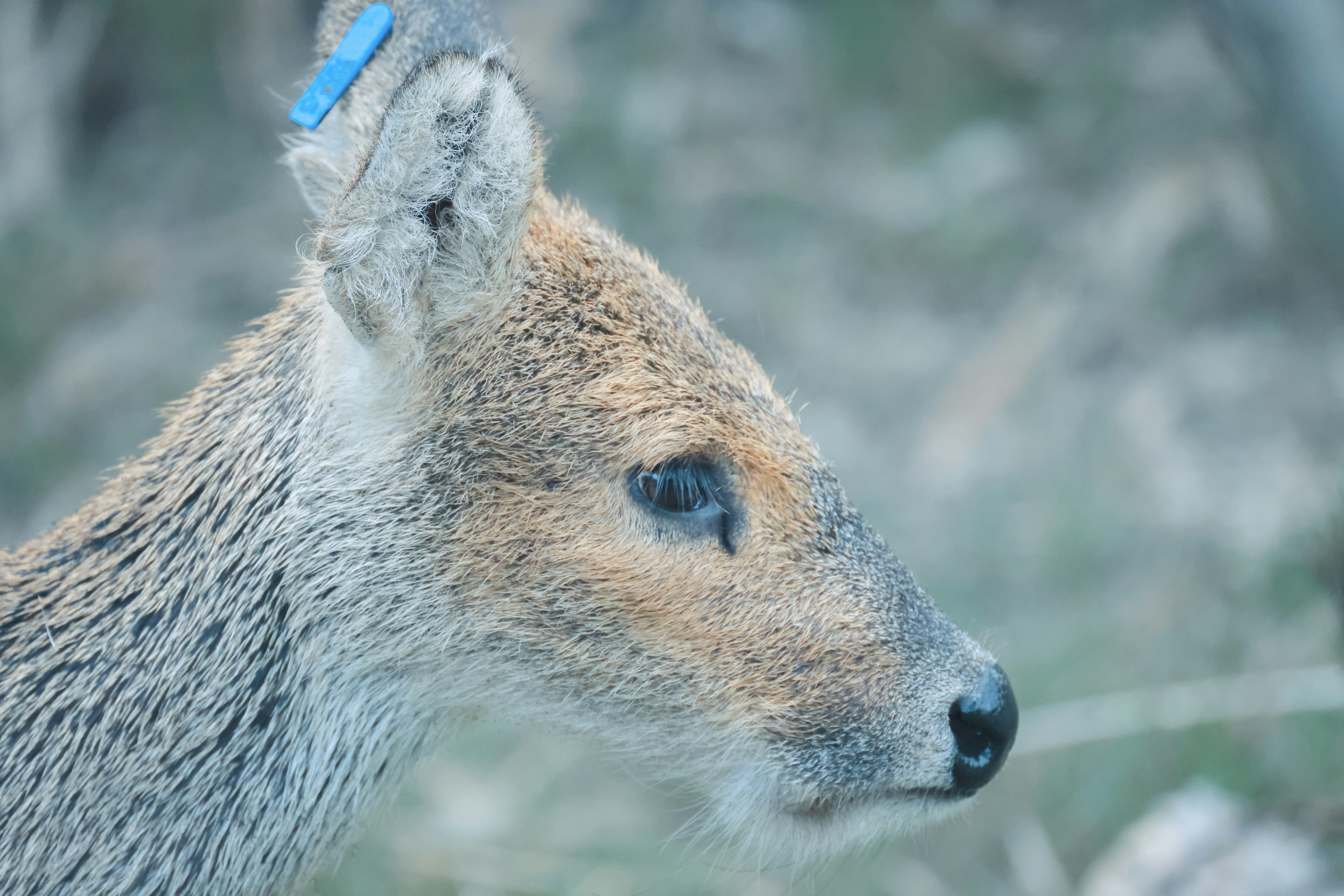 Close-up of a Pronghorn's Profile: Calm Gaze in Soft Spring Light