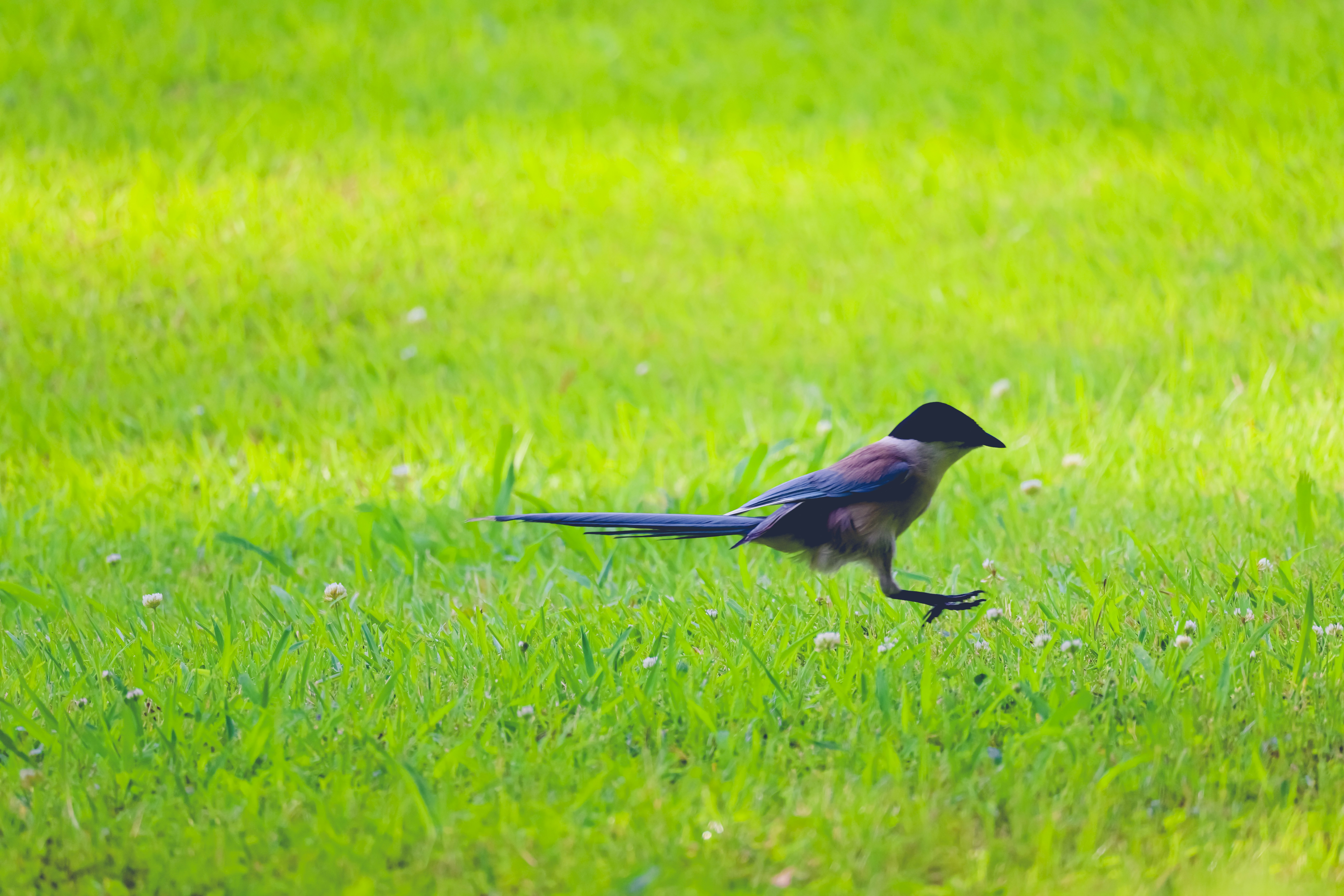 a bird walking in the grass