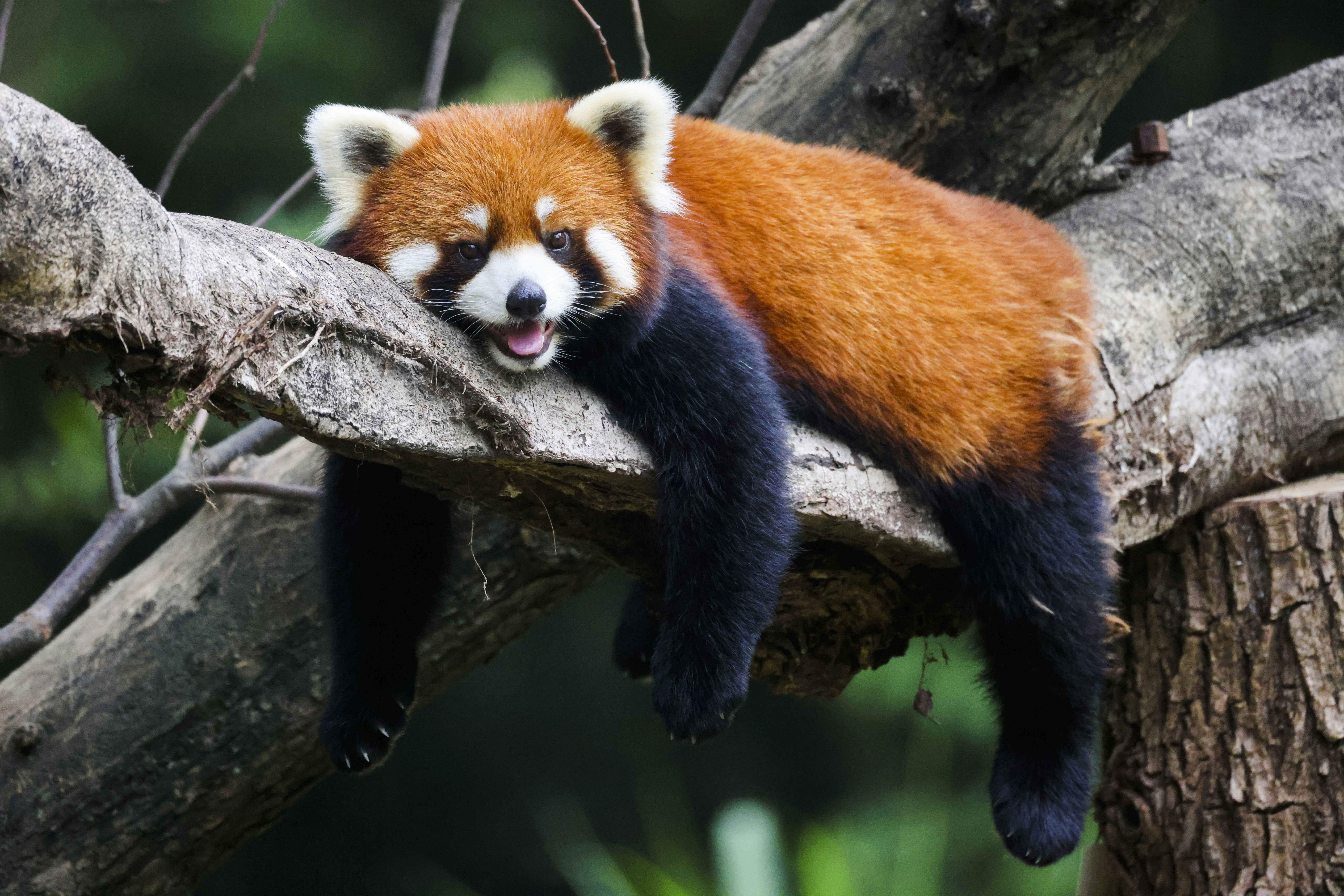 Un panda roux sur une branche d’arbre photo – Image gratuite de Animal ...
