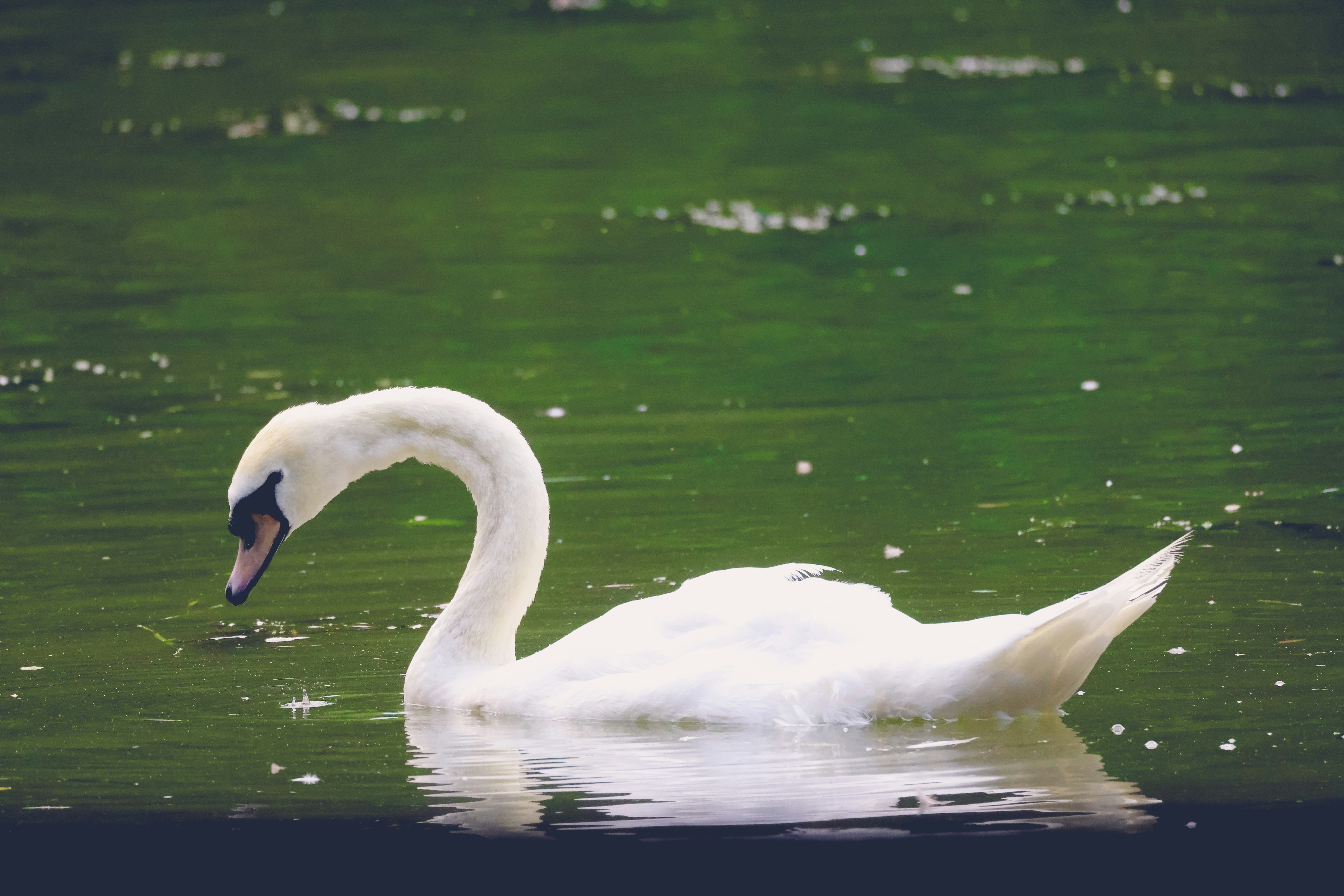 Un cygne blanc nageant dans un étang photo – Photo Animal Gratuite sur ...