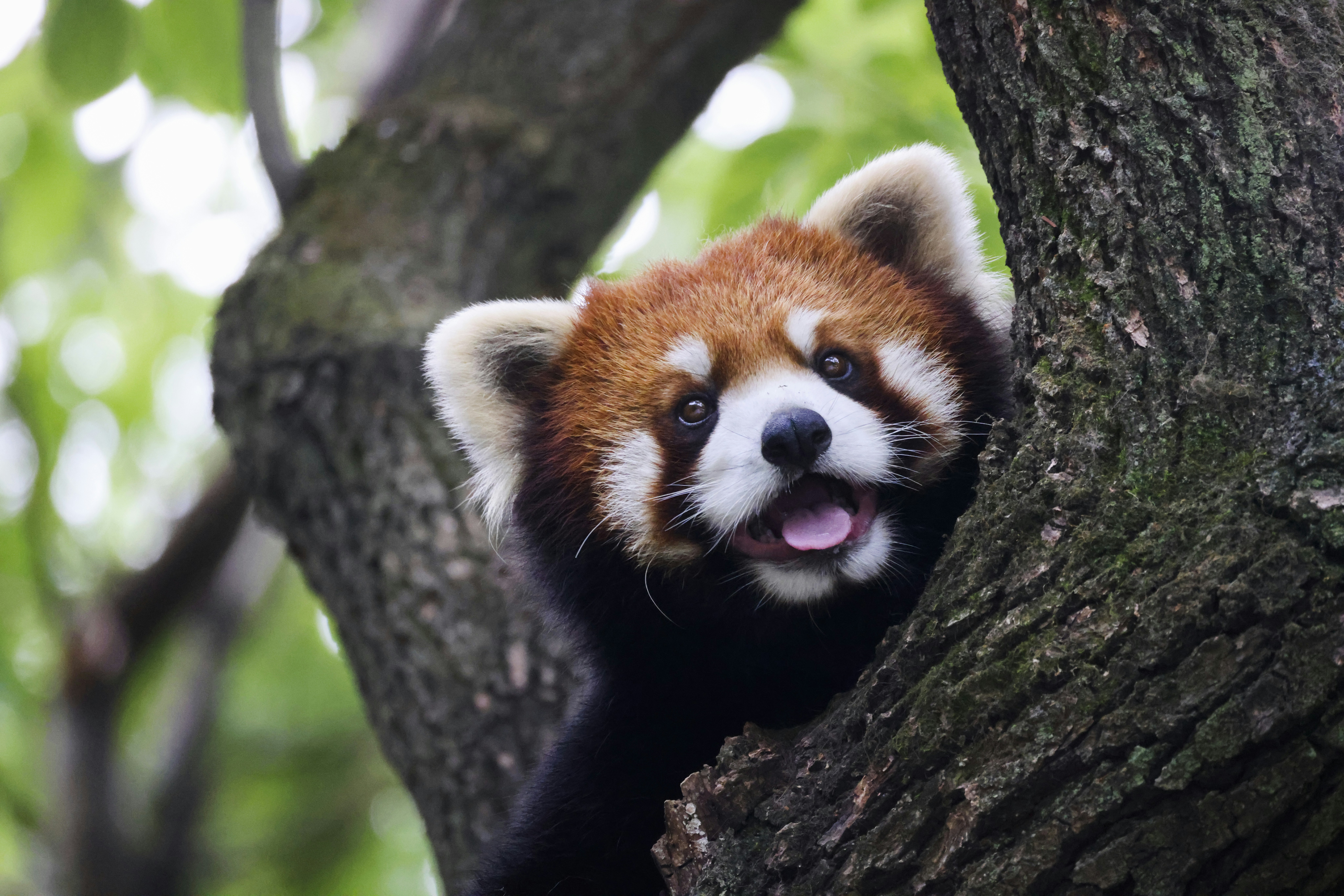 Red Panda photo shot on Canon EOS R5