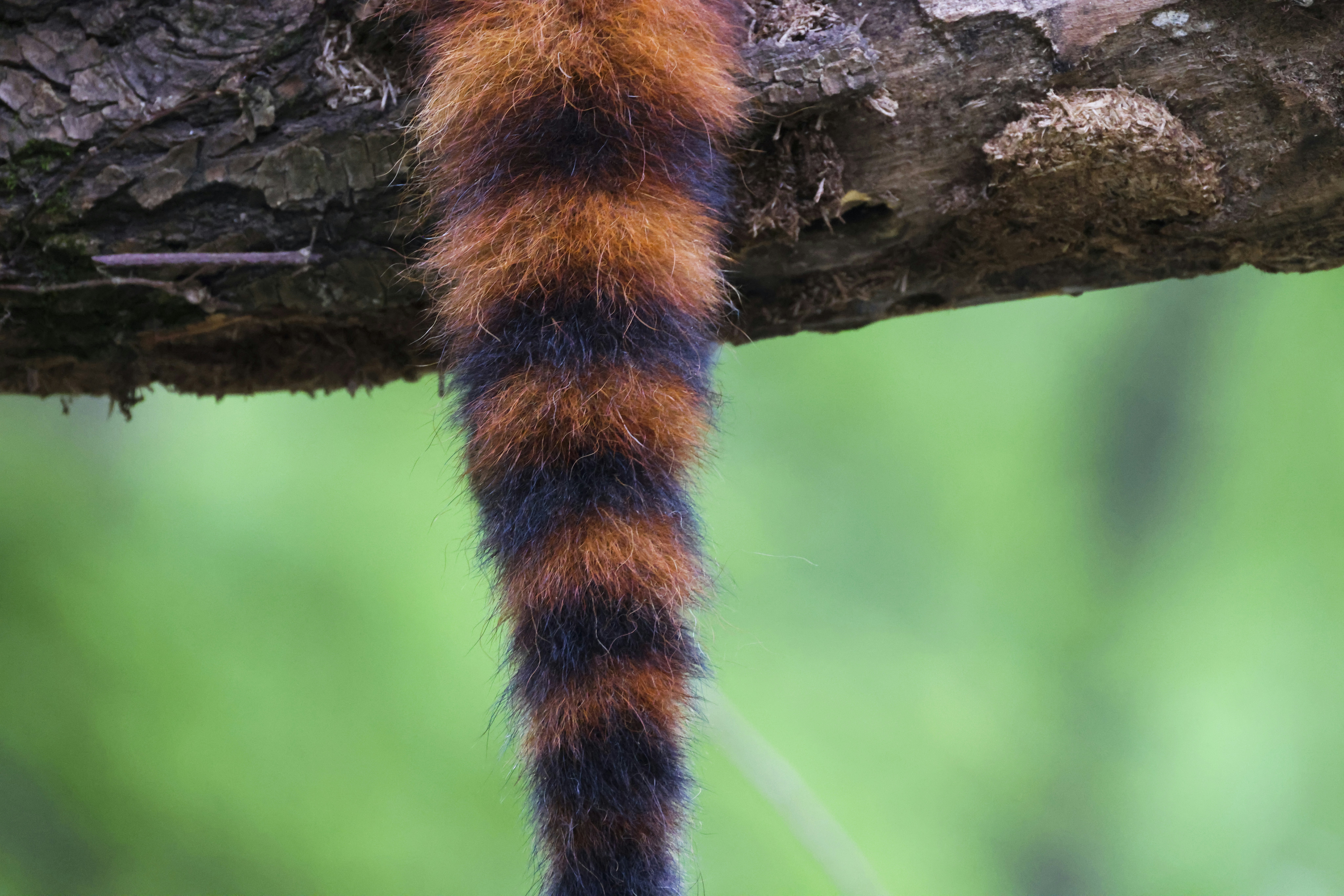 A hairy hairy animal photo – Free Animal Image on Unsplash