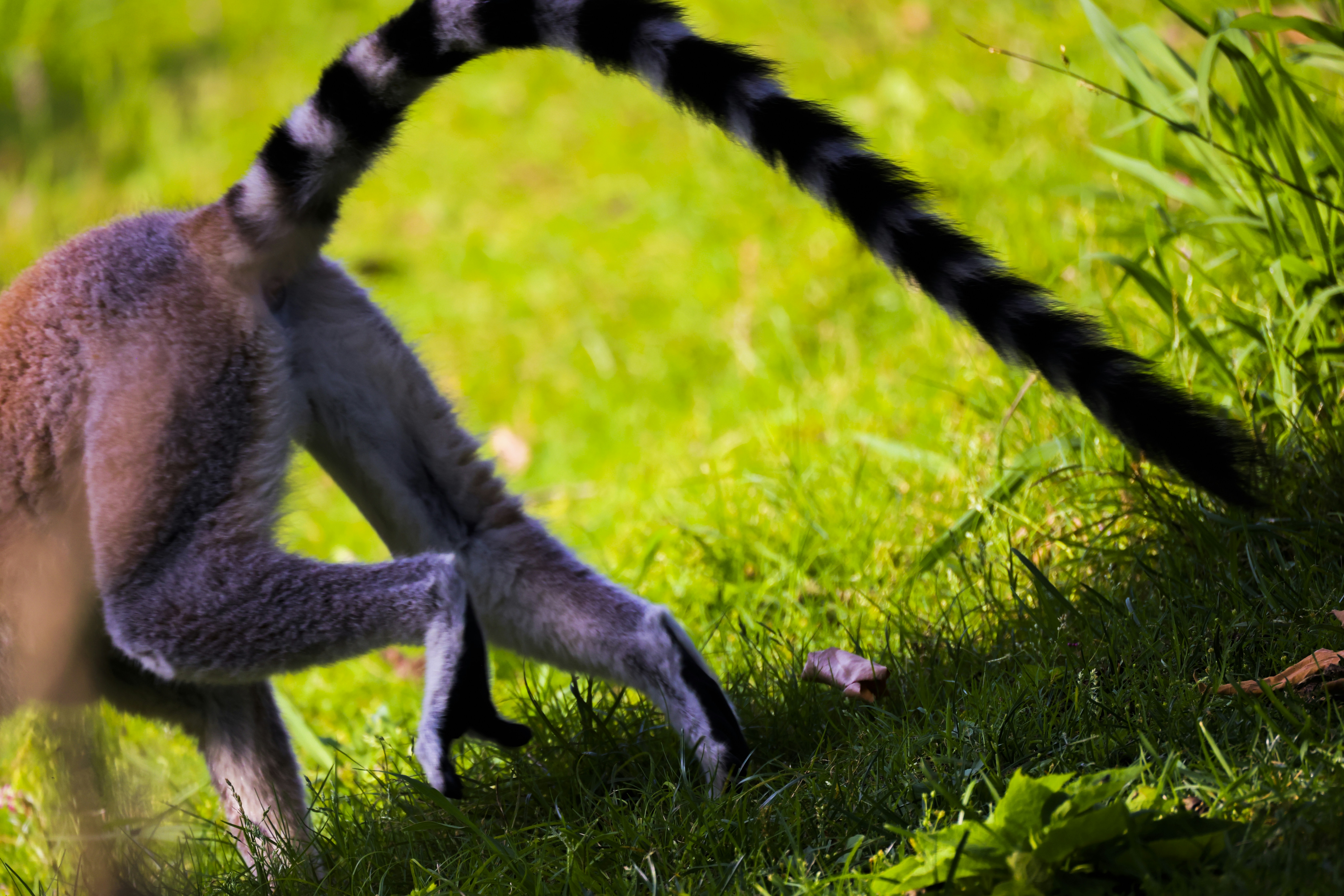 Un kangourou avec une longue queue photo – Photo Animal Gratuite sur ...