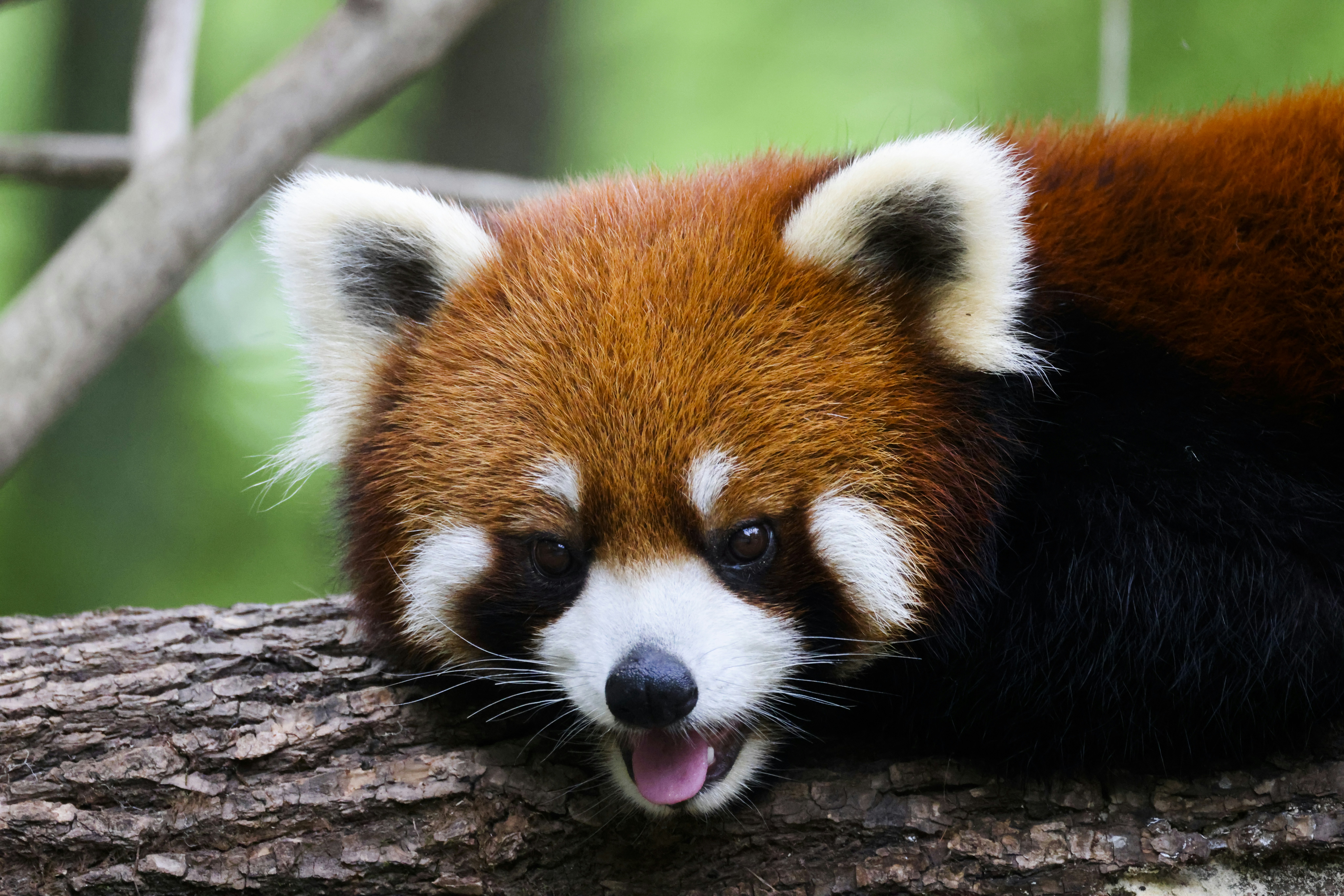 A red panda with its tongue out photo – Free Animal Image on Unsplash