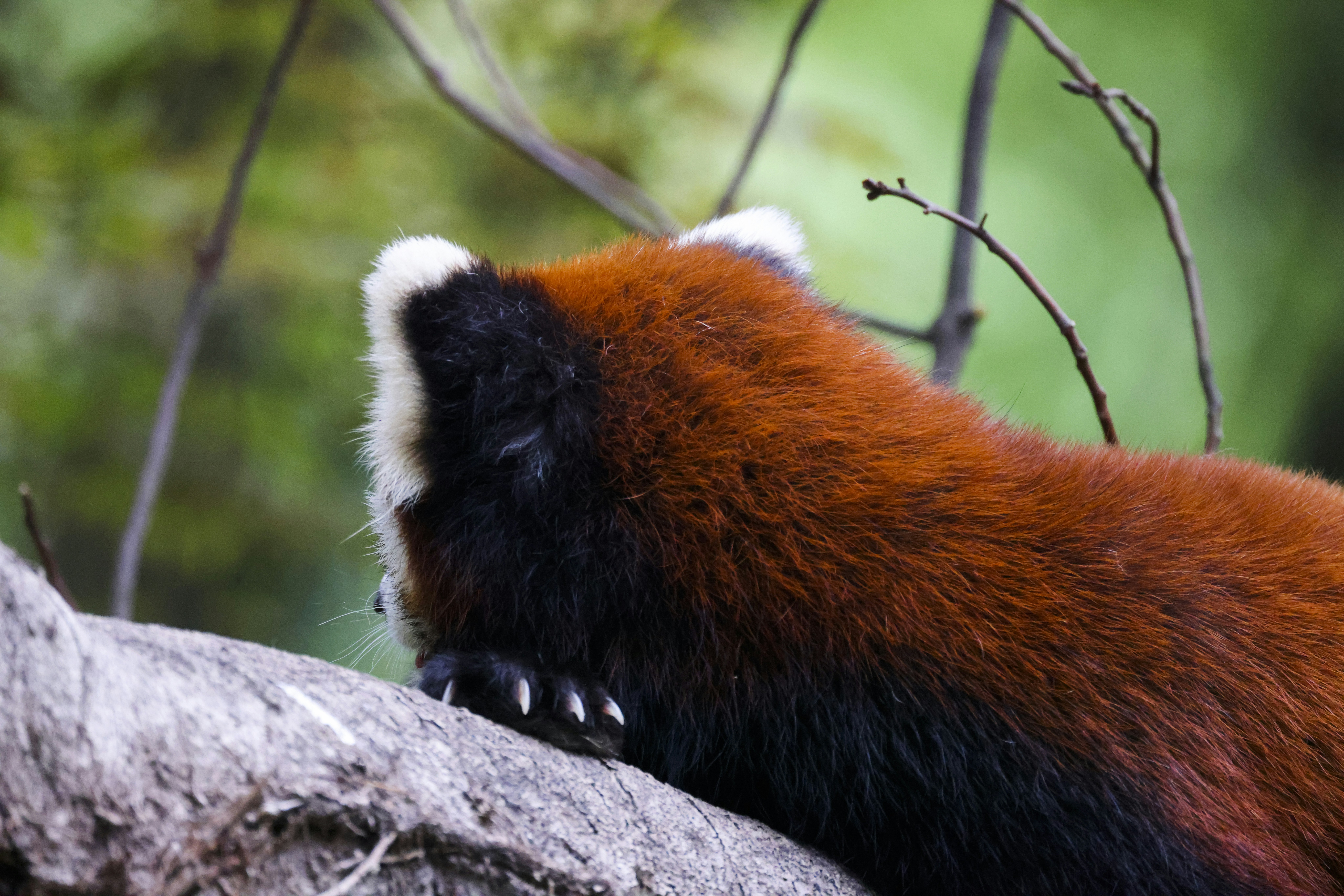 Red Panda at Rest: Velvet Copper Fur Along a Weathered Log