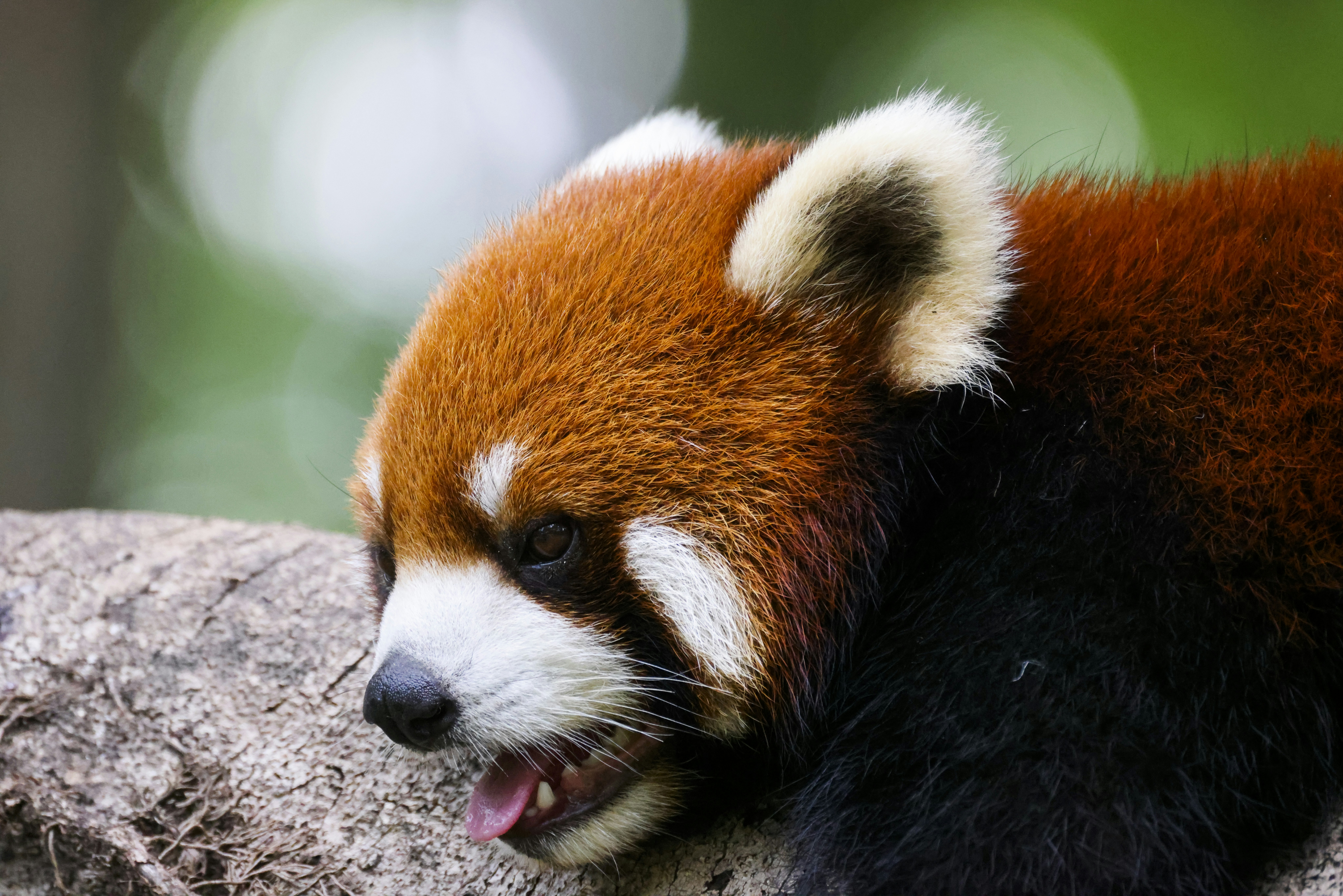 Sad Red Panda