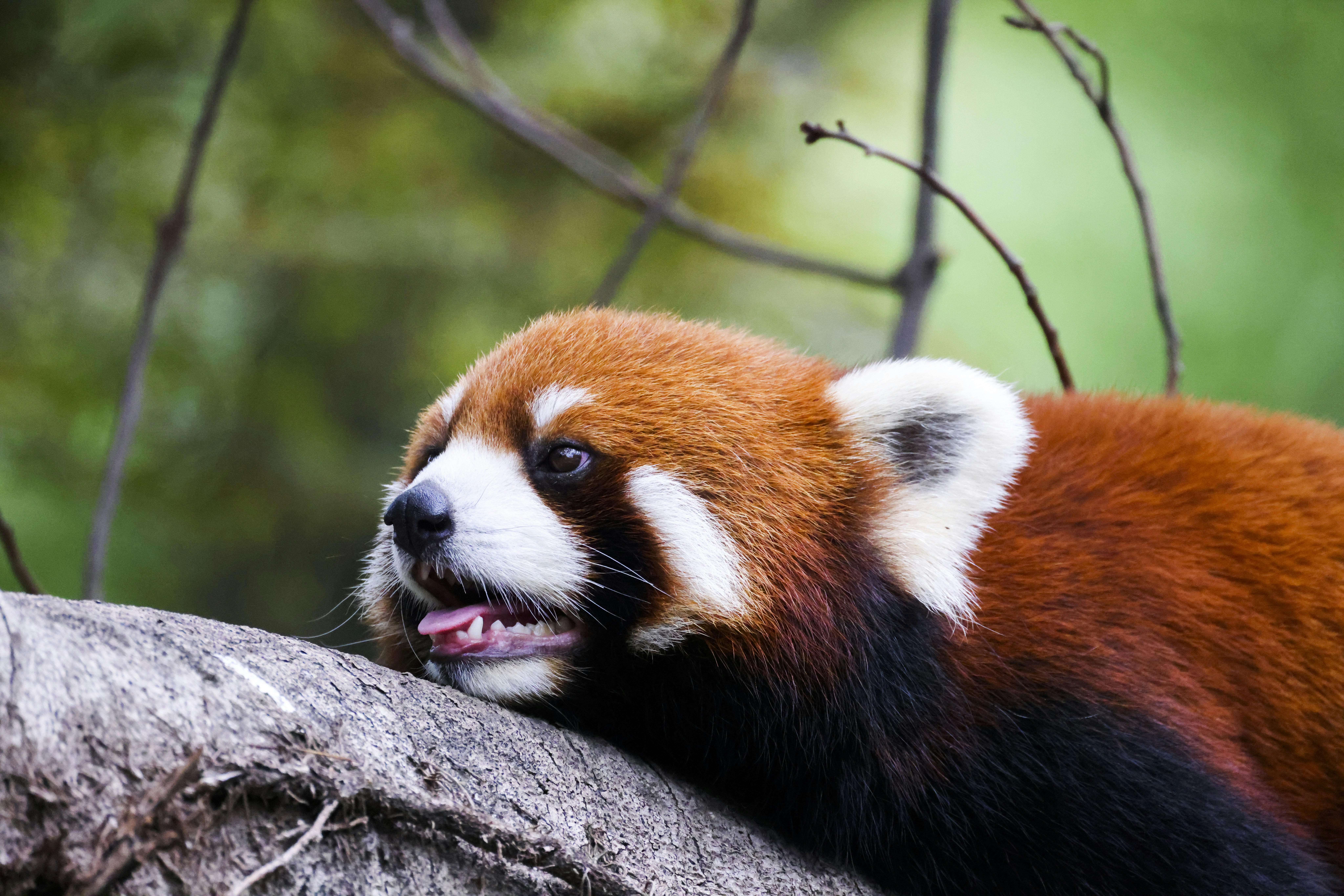 Quiet Gaze: Red Panda Pauses on a Weathered Log