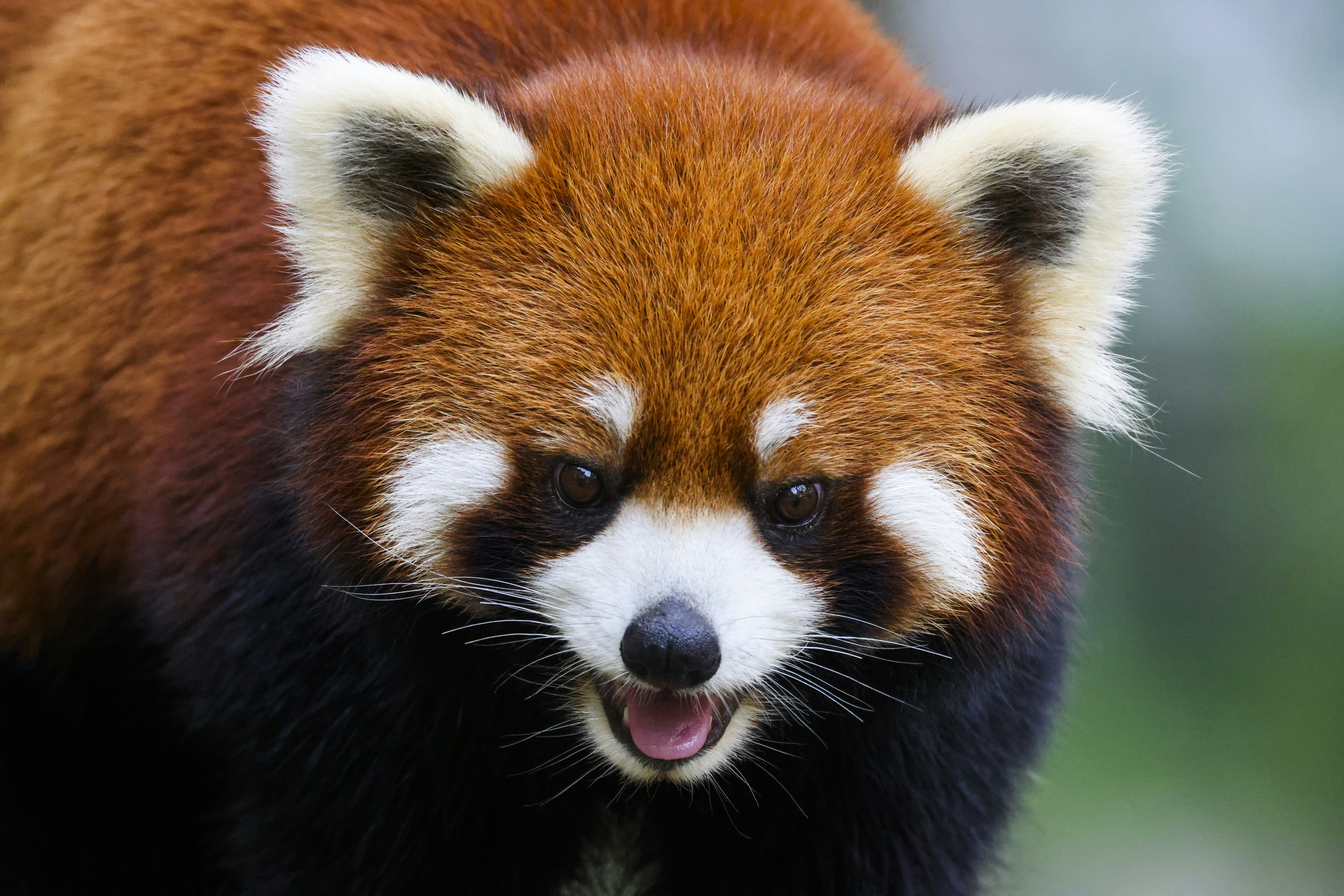Un panda roux avec sa langue sortie photo – Photo Animal Gratuite sur ...