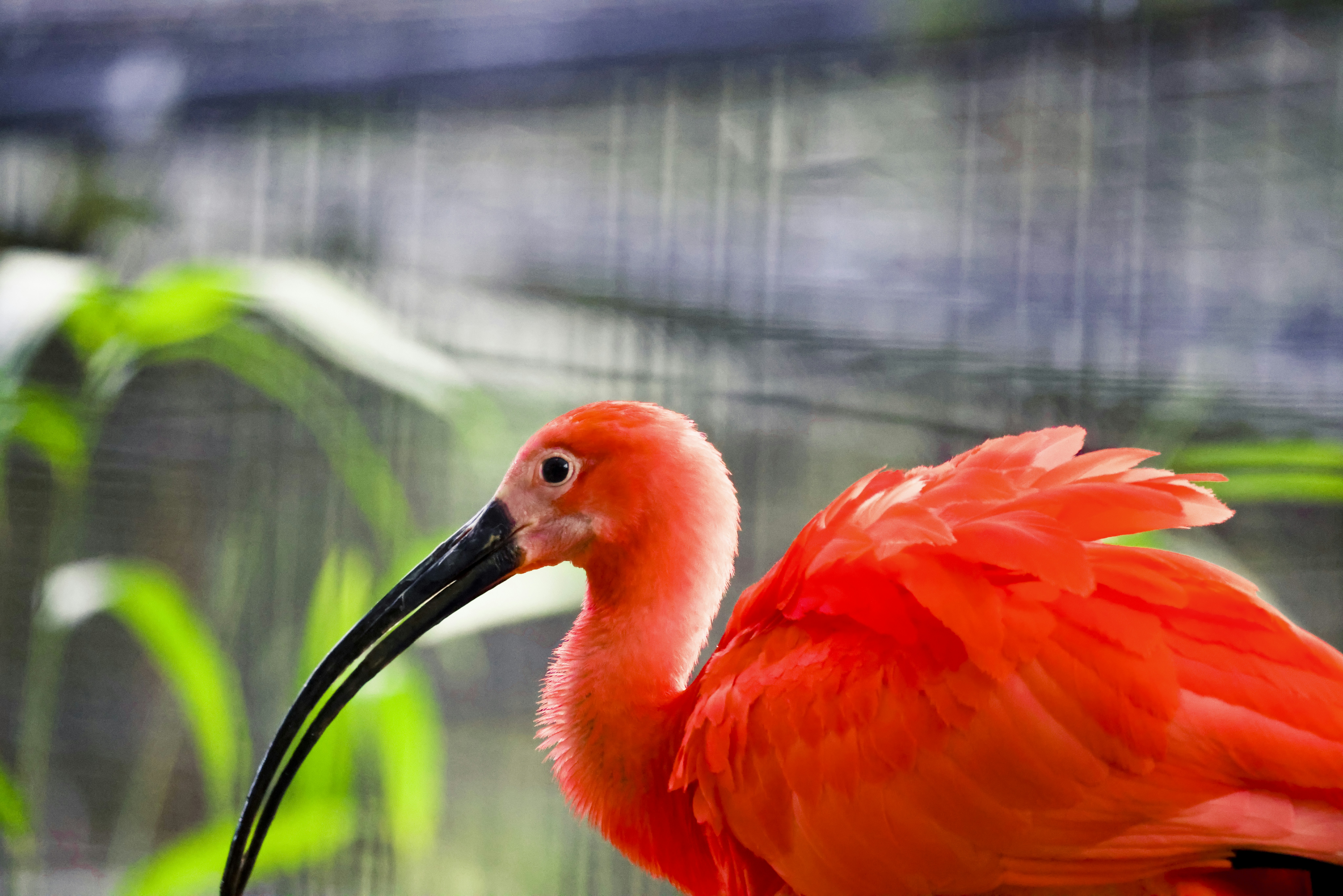 Crimson Flamingo Portrait: Curved Beak and Velvet Feathers in a Softly Blurred Enclosure