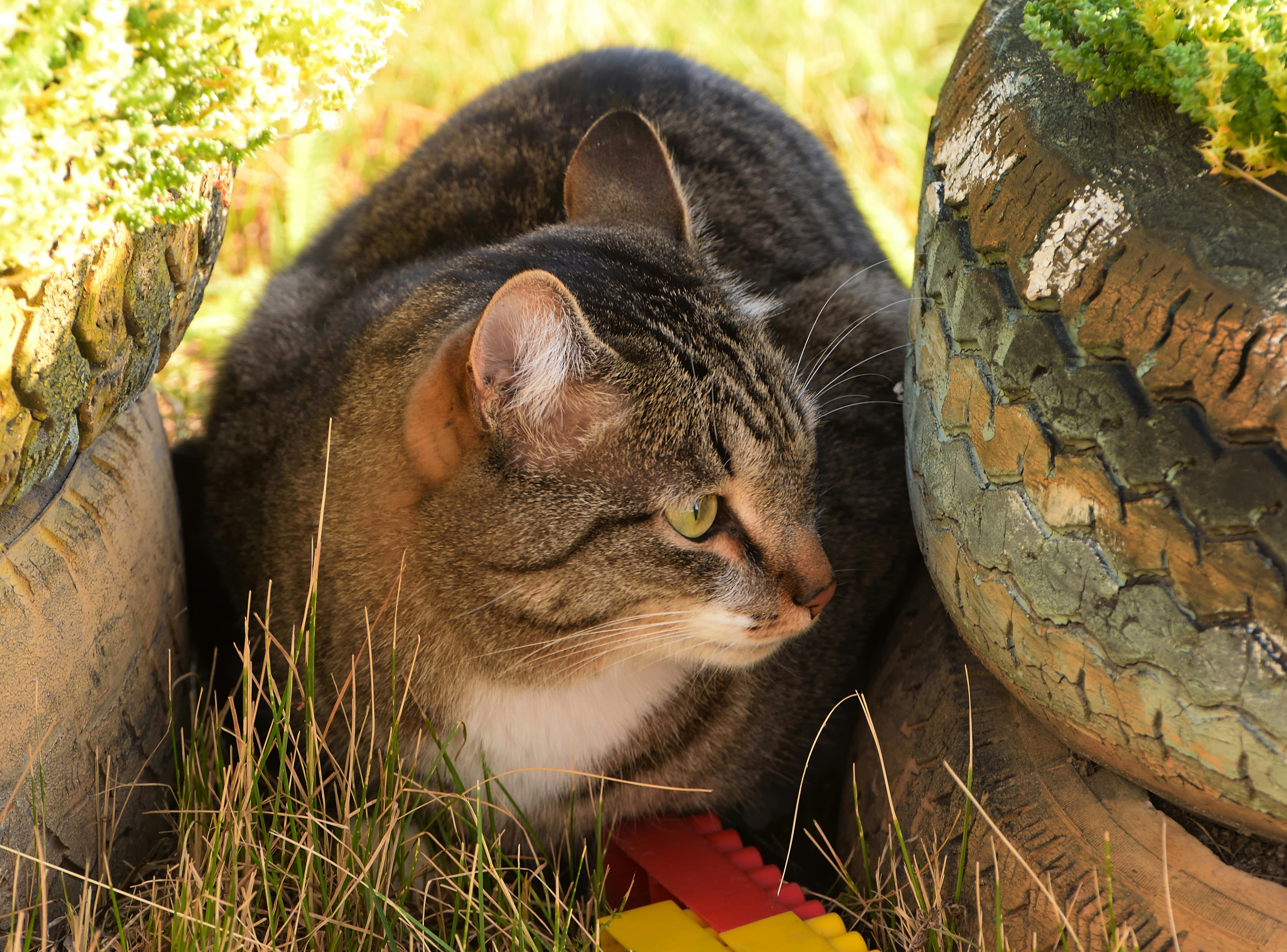 14 Spiritual Tortoiseshell Cat Names with Deep Meaning - catnameses.com