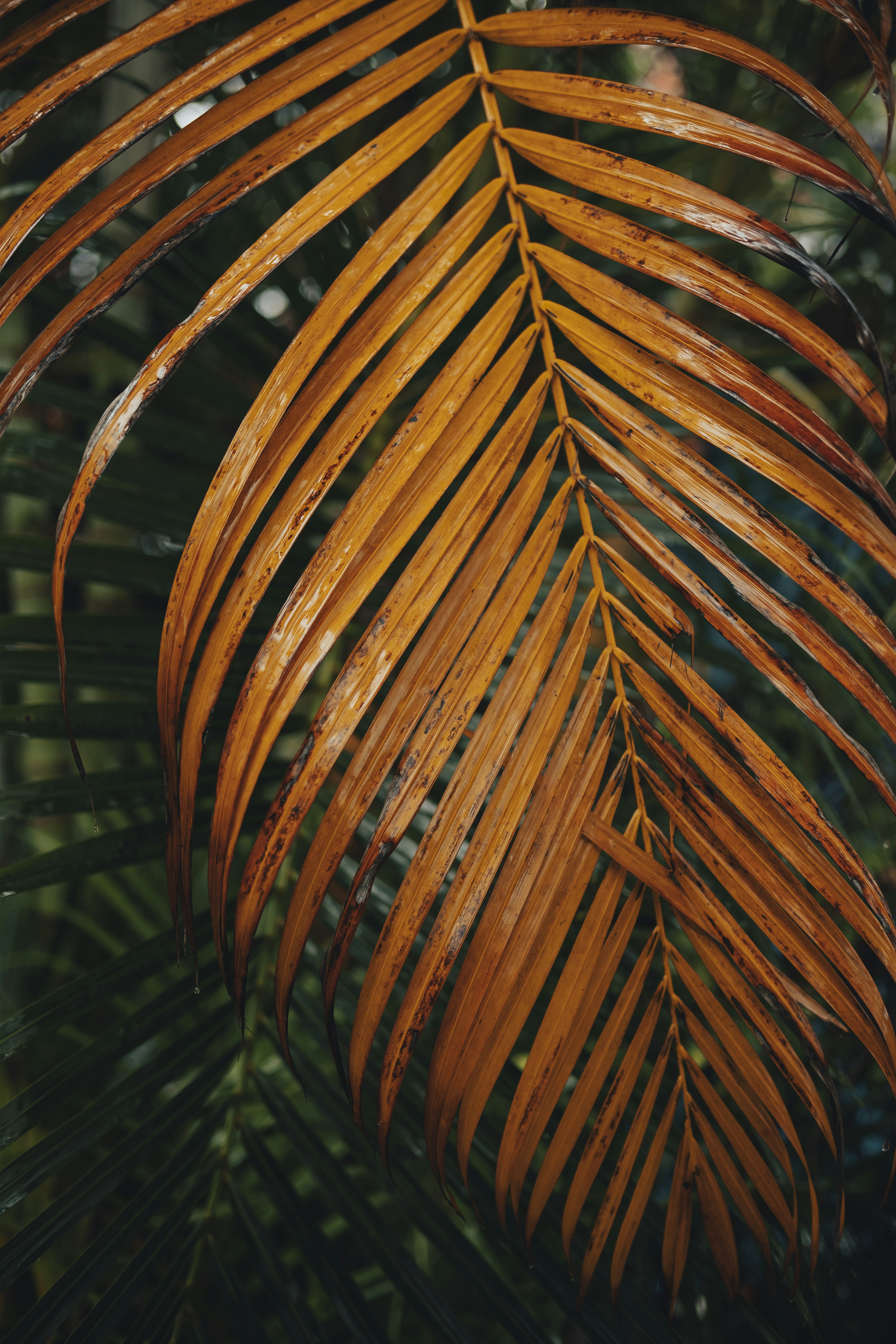 Amber Palm Frond Unfurls Against a Verdant Backdrop