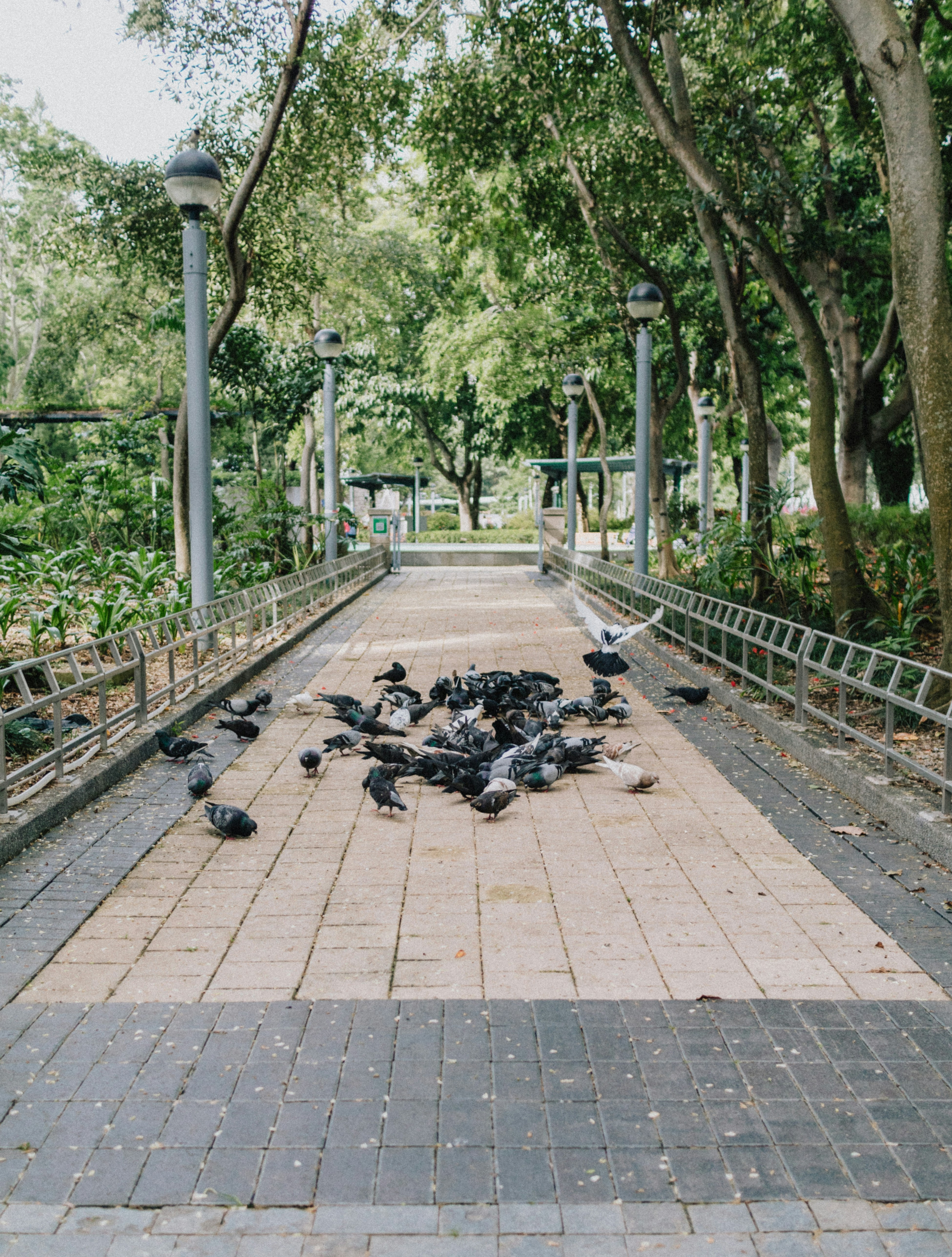 A group of birds on a brick walkway photo – Free Grey Image on Unsplash