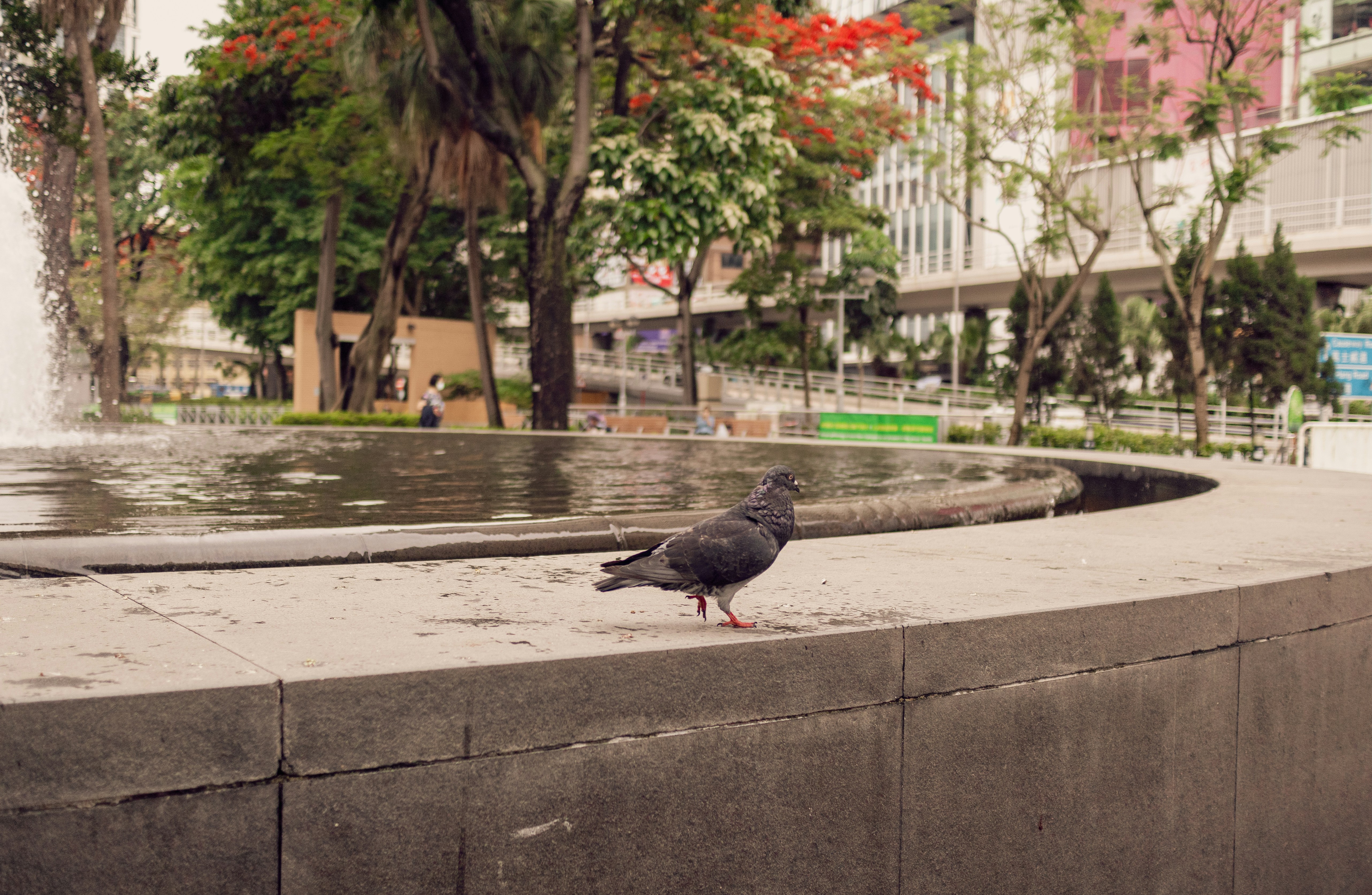 a bird on a concrete ledge