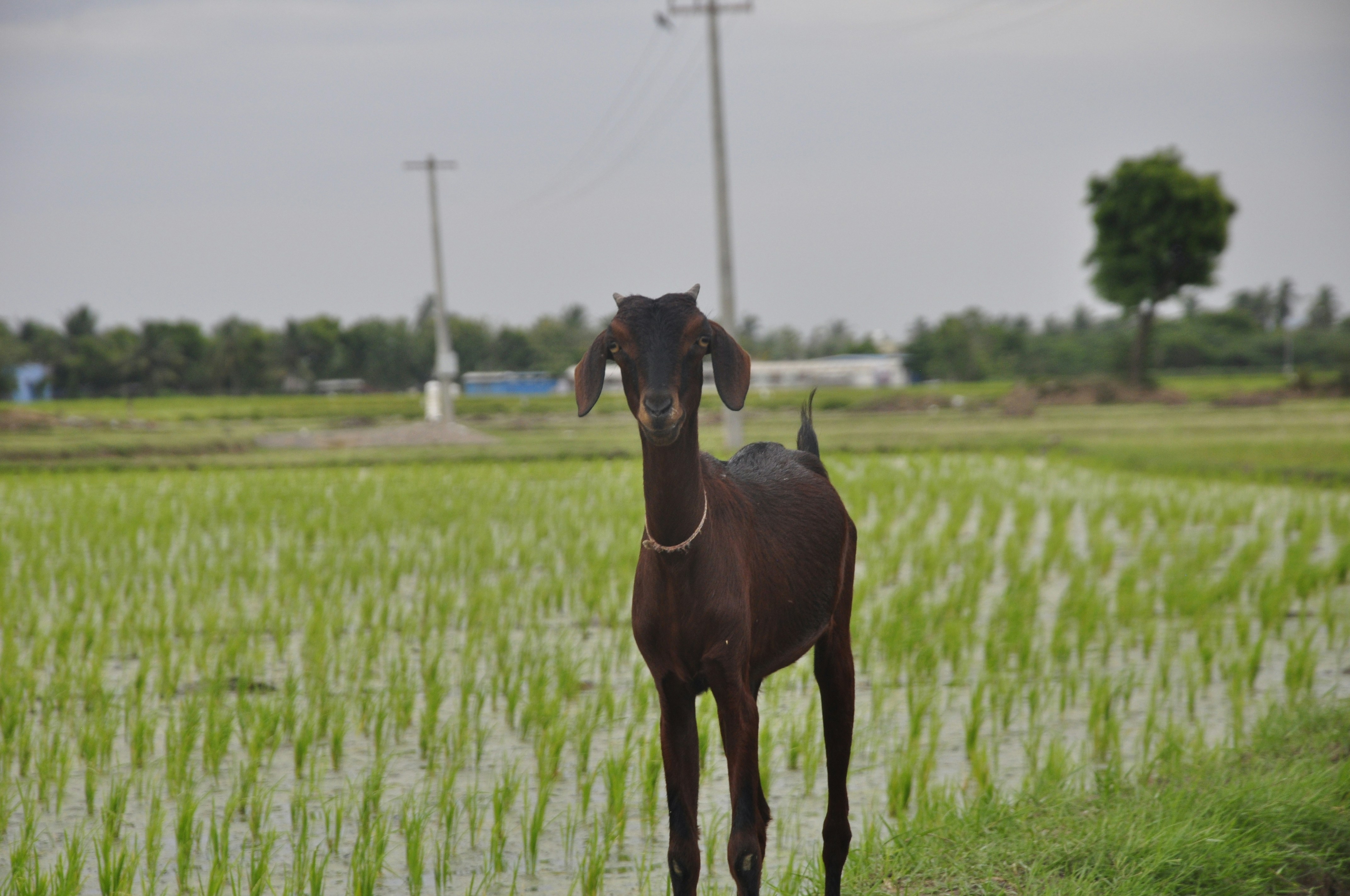 Grazing Sentinel: A Dark Thai Goat Stands in a Sunny Rice Field