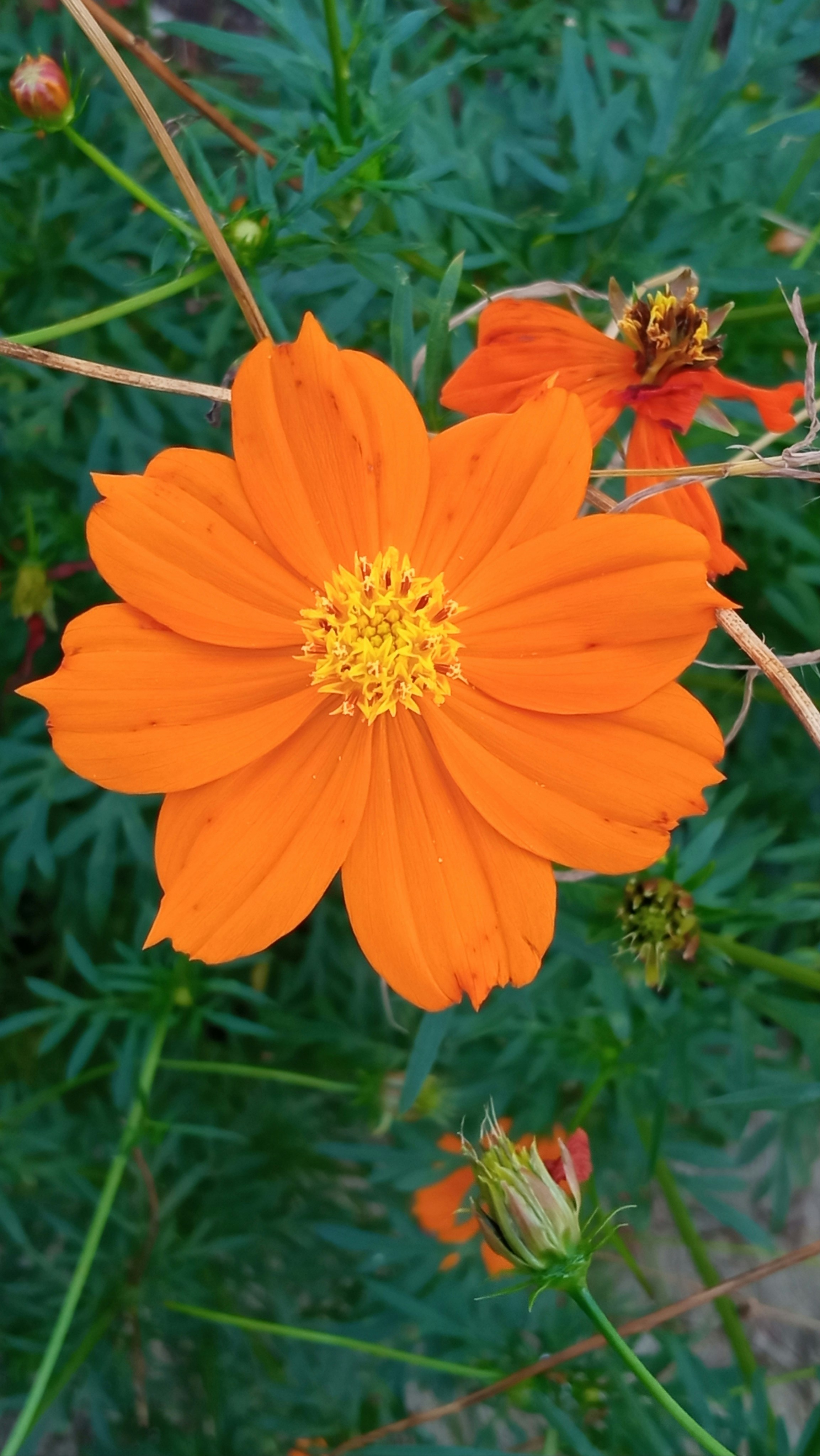 Bright orange flower stands out against lush green foliage, showcasing its intricate petals and central stamen.