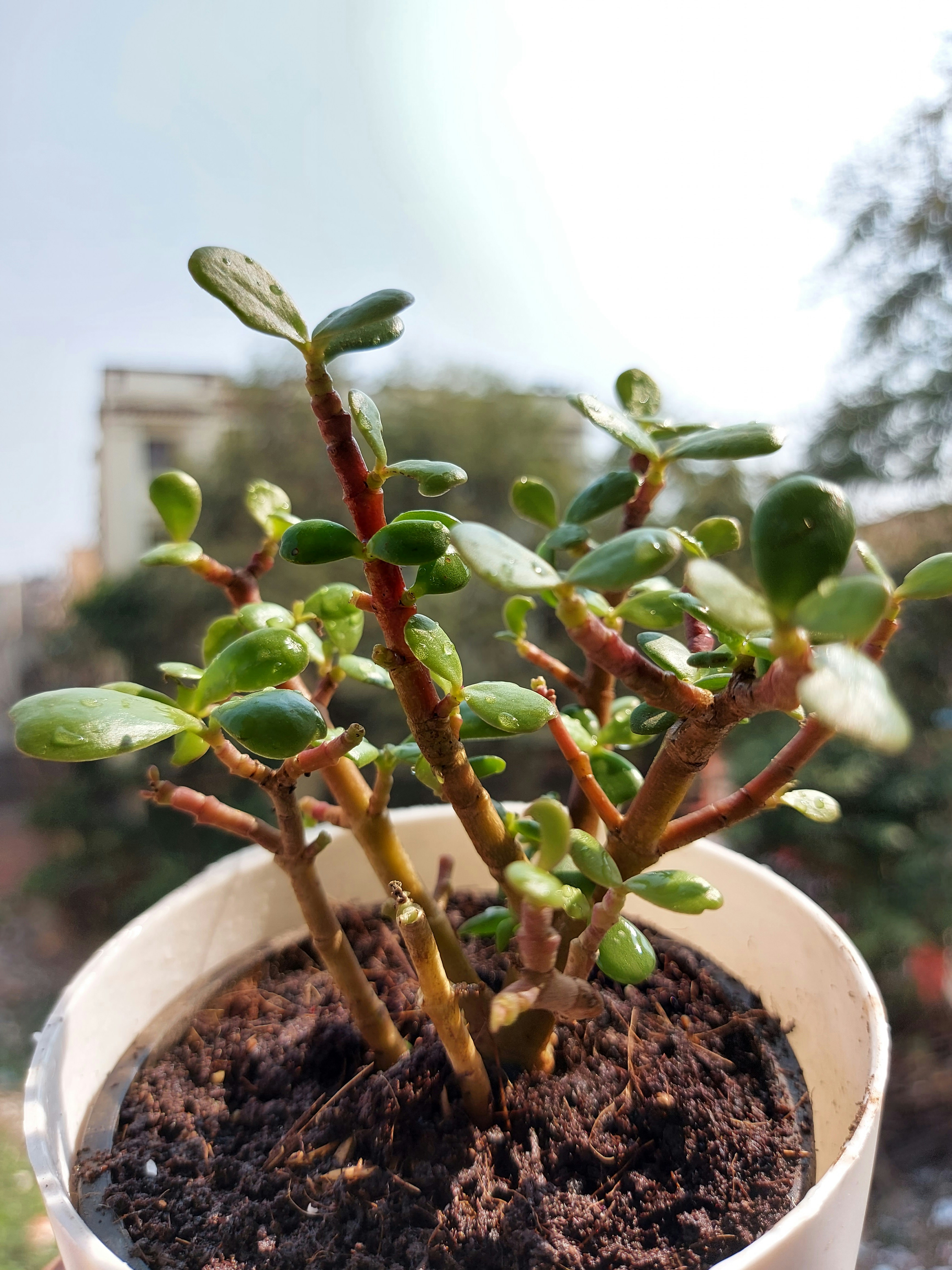 A vibrant jade plant thriving in a white pot, showcasing its lush green leaves and sturdy stems against a soft, blurred background.