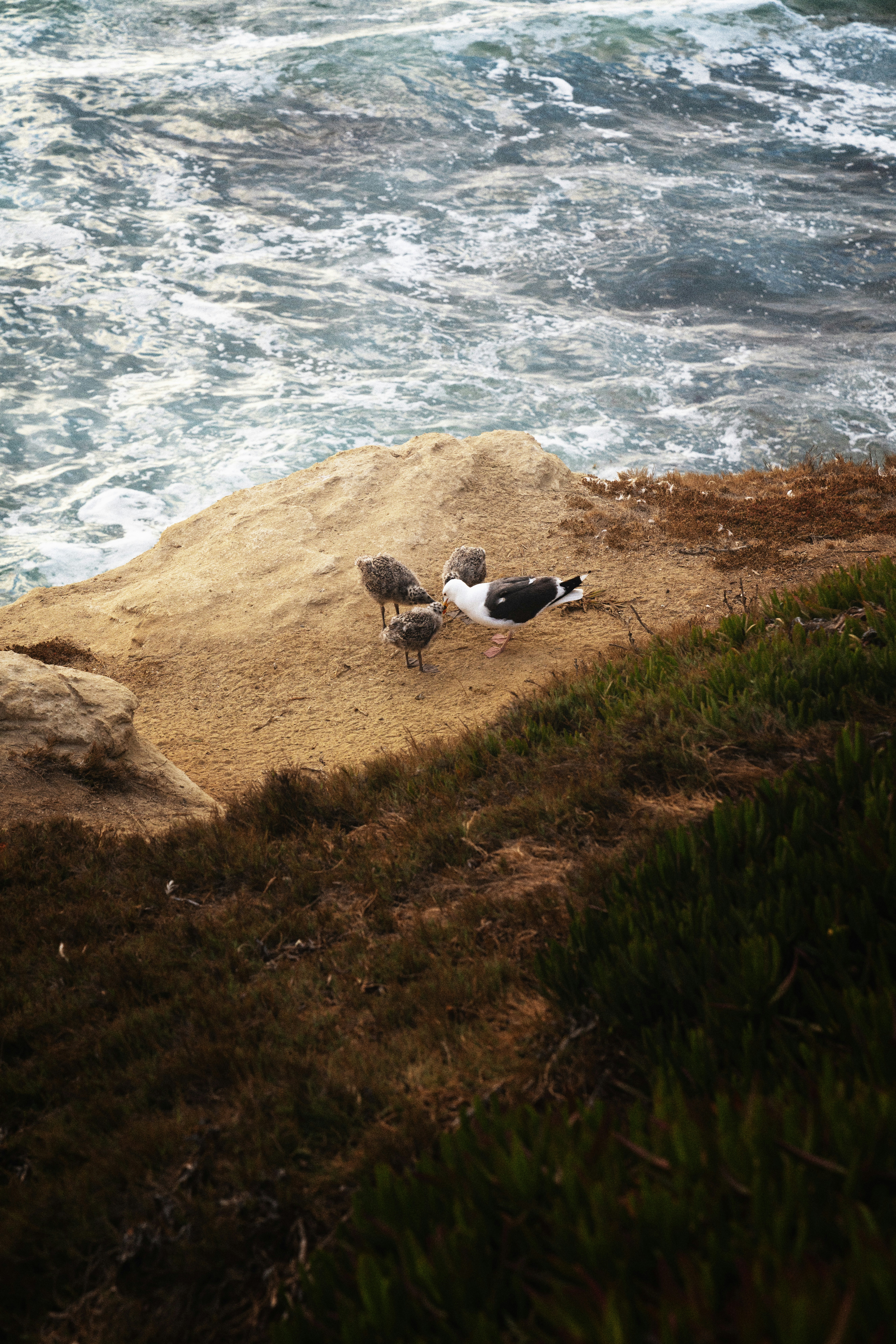 Family Meeting@La Jolla, San Diego