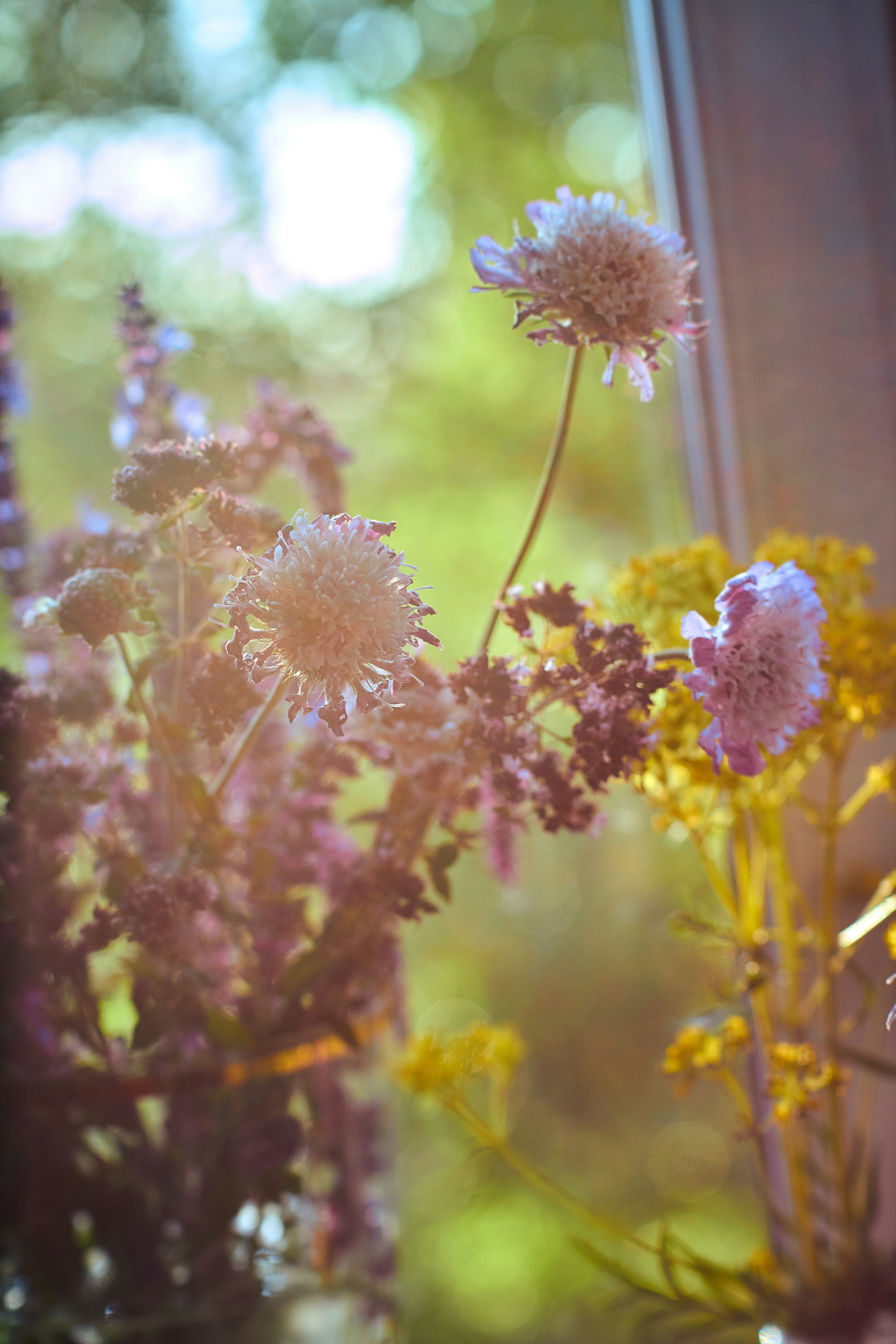 Sunlit Wildflowers Framed by a Window Pane