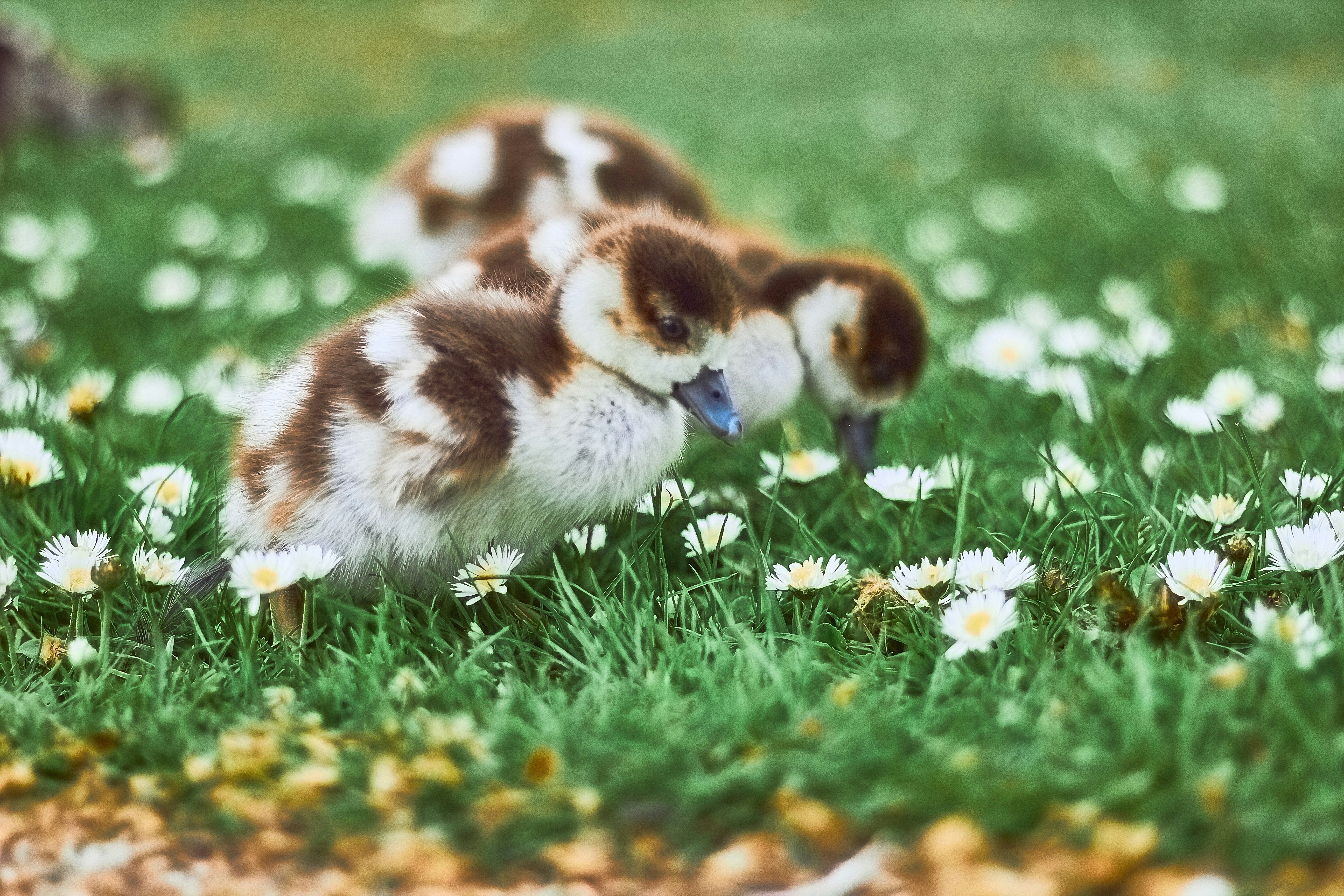 Two Ducklings Pause in a Daisy-Fringed Meadow