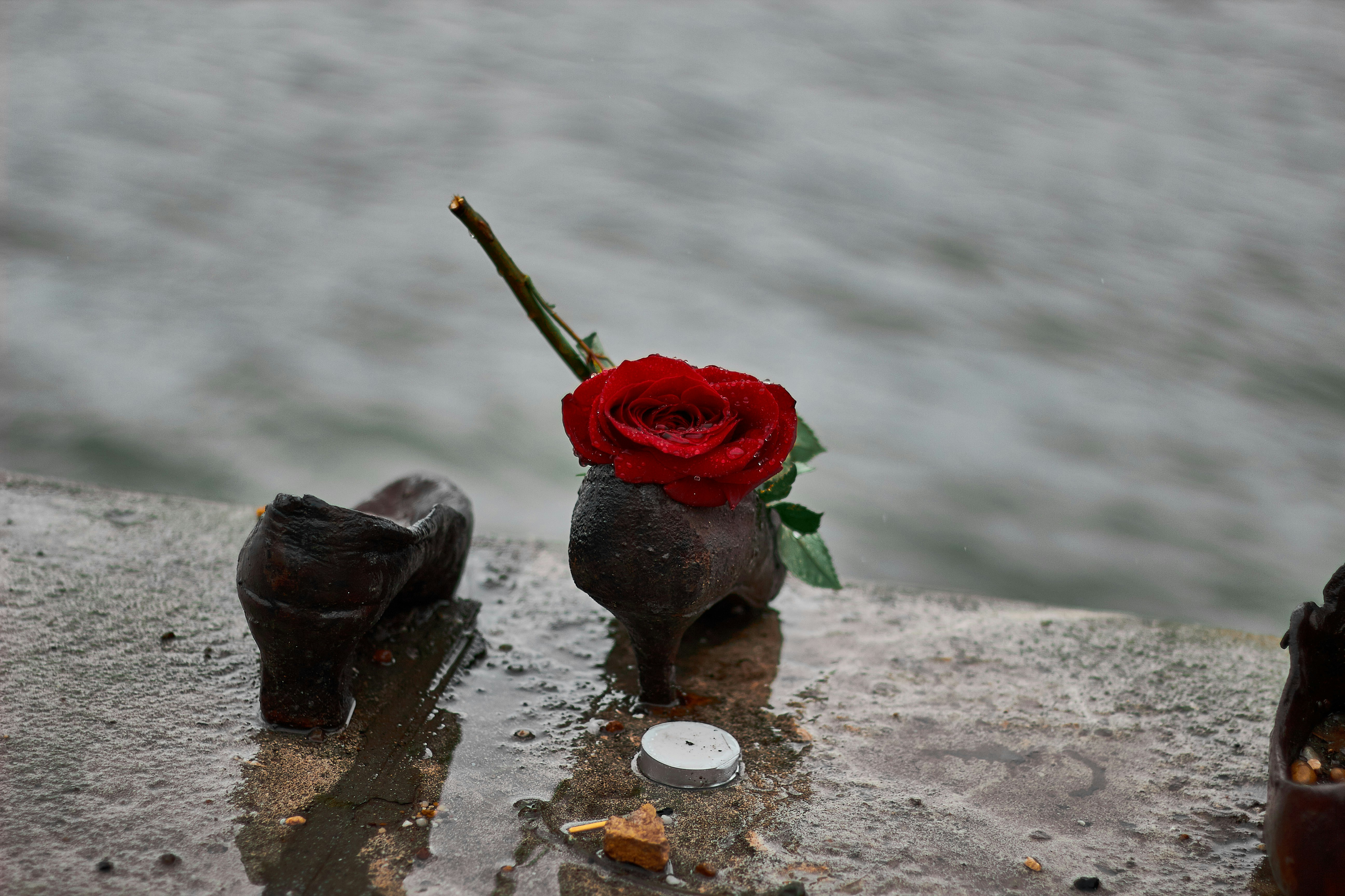 A Red Rose Resting on Wet Piers After Rain