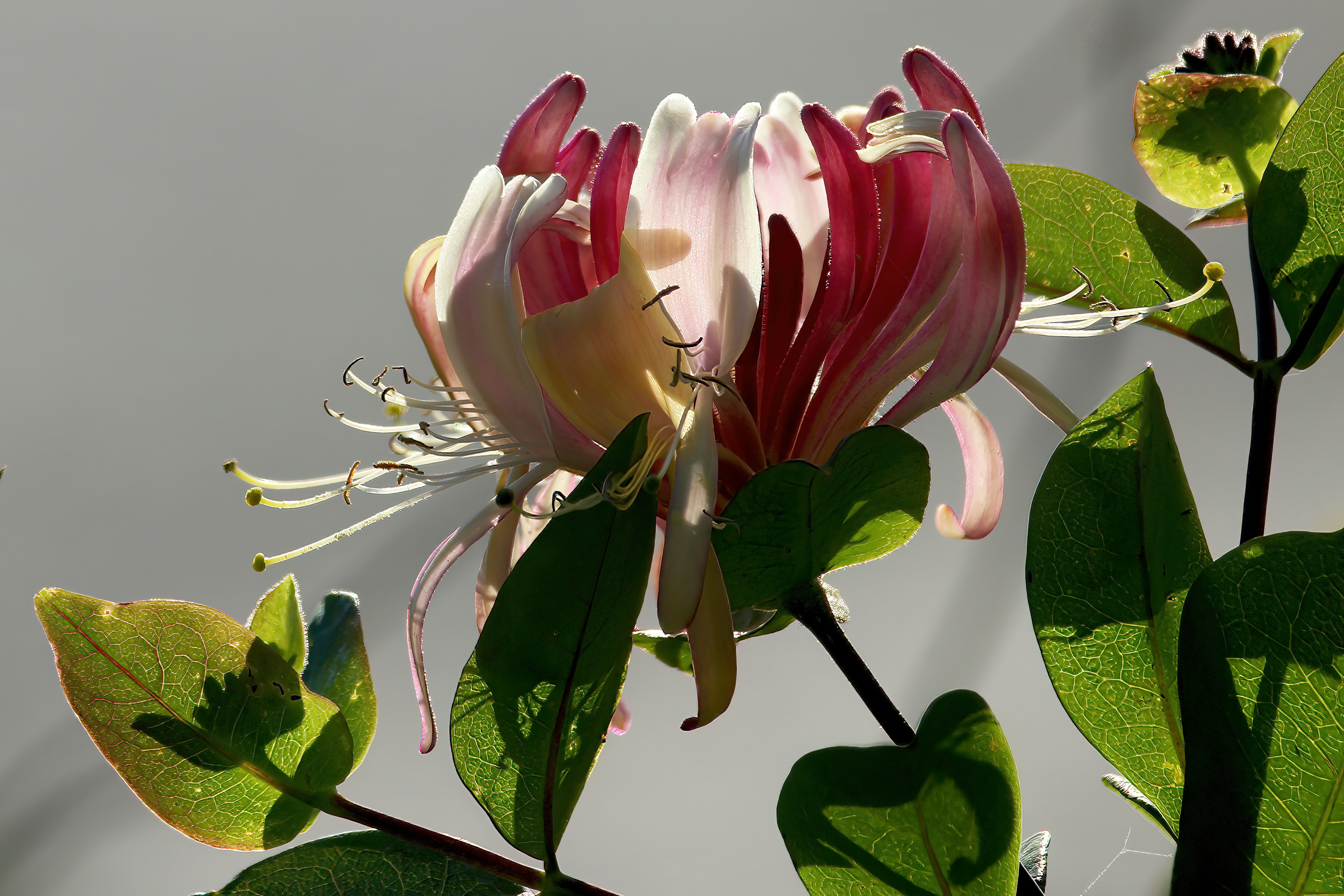 a close-up of some flowers