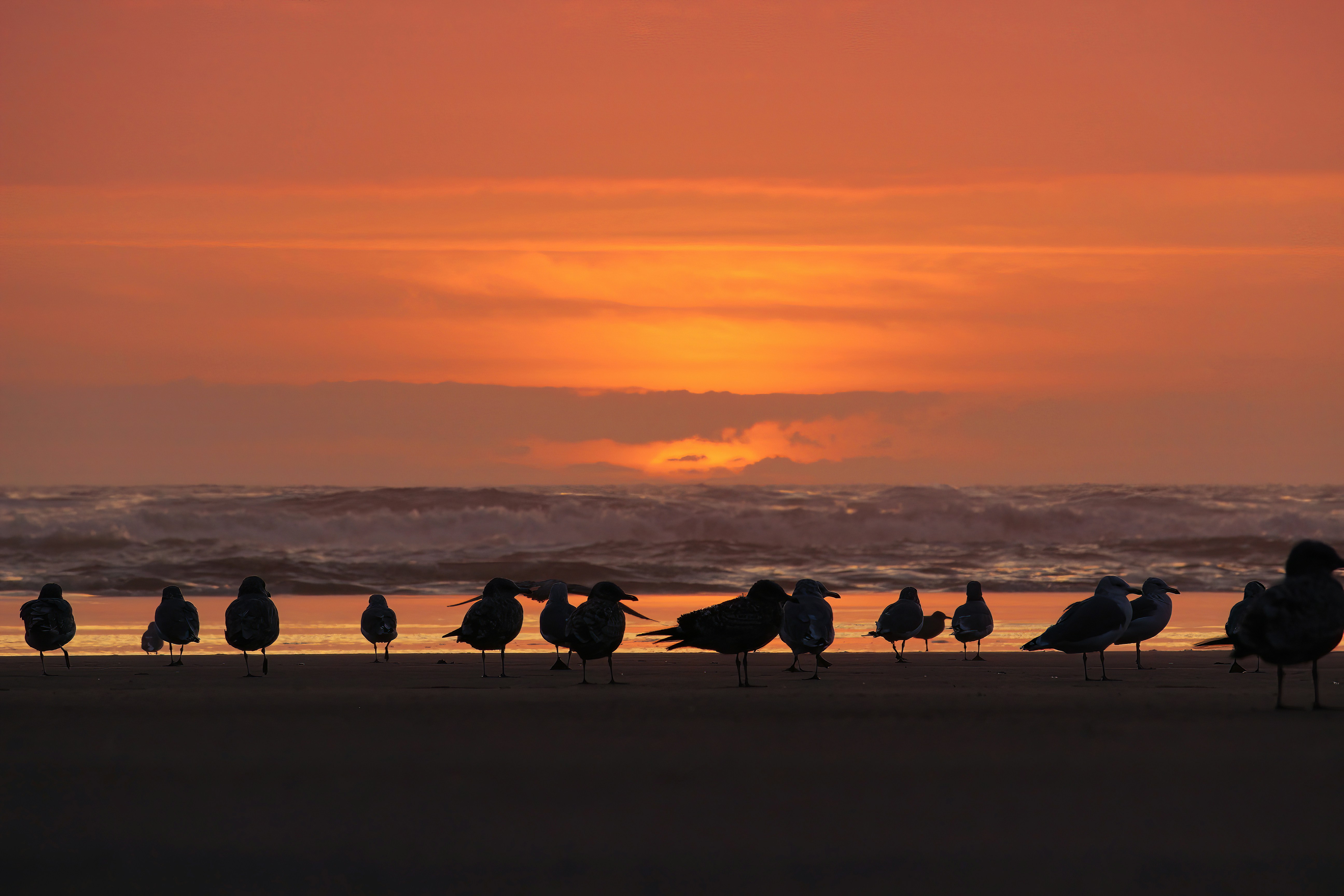 Horizon Choir at Dusk: Silhouettes on the Quiet Shore