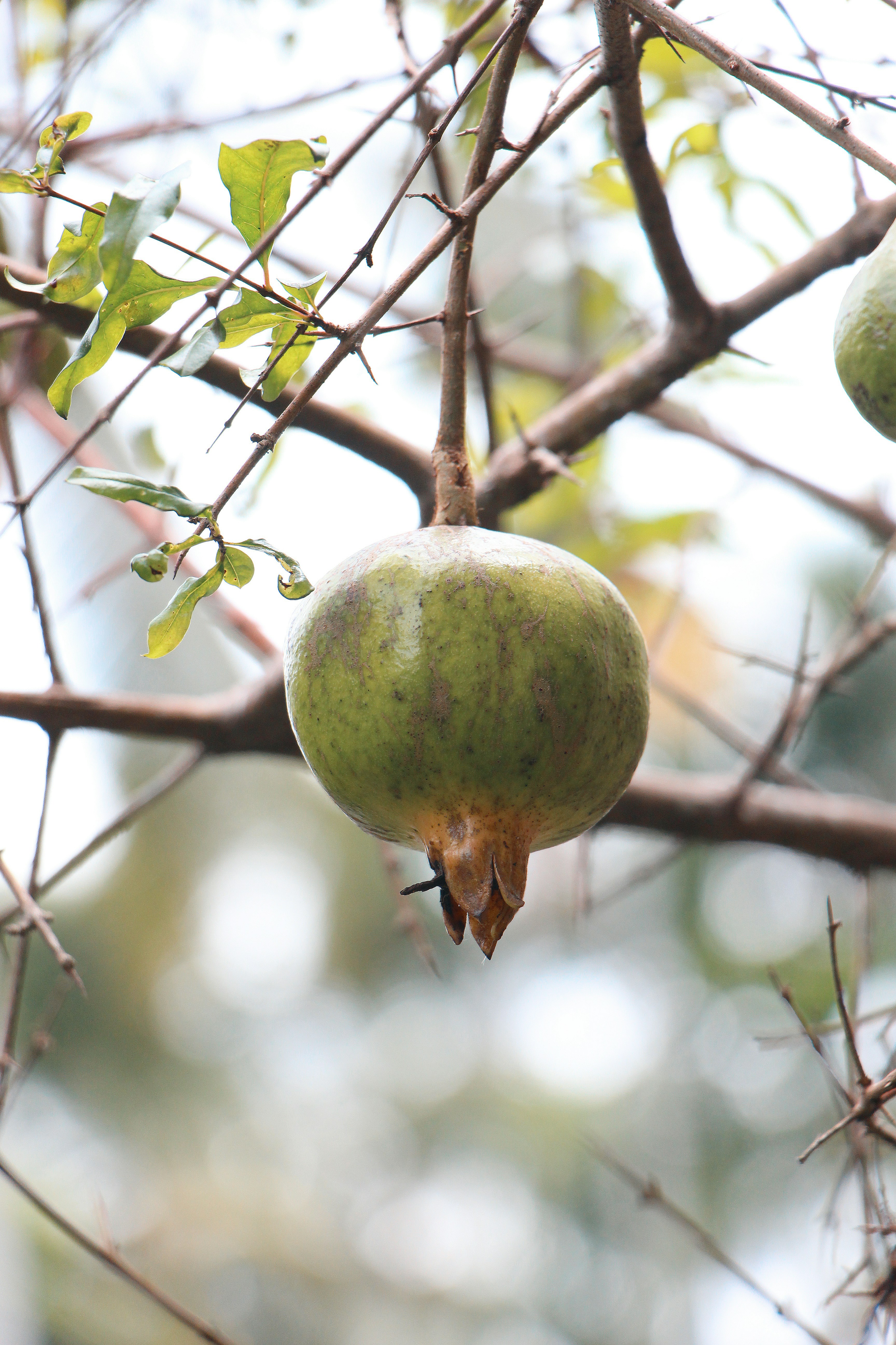 Green Pomegranate Pendant Amid Thorny Branches in Soft Focus