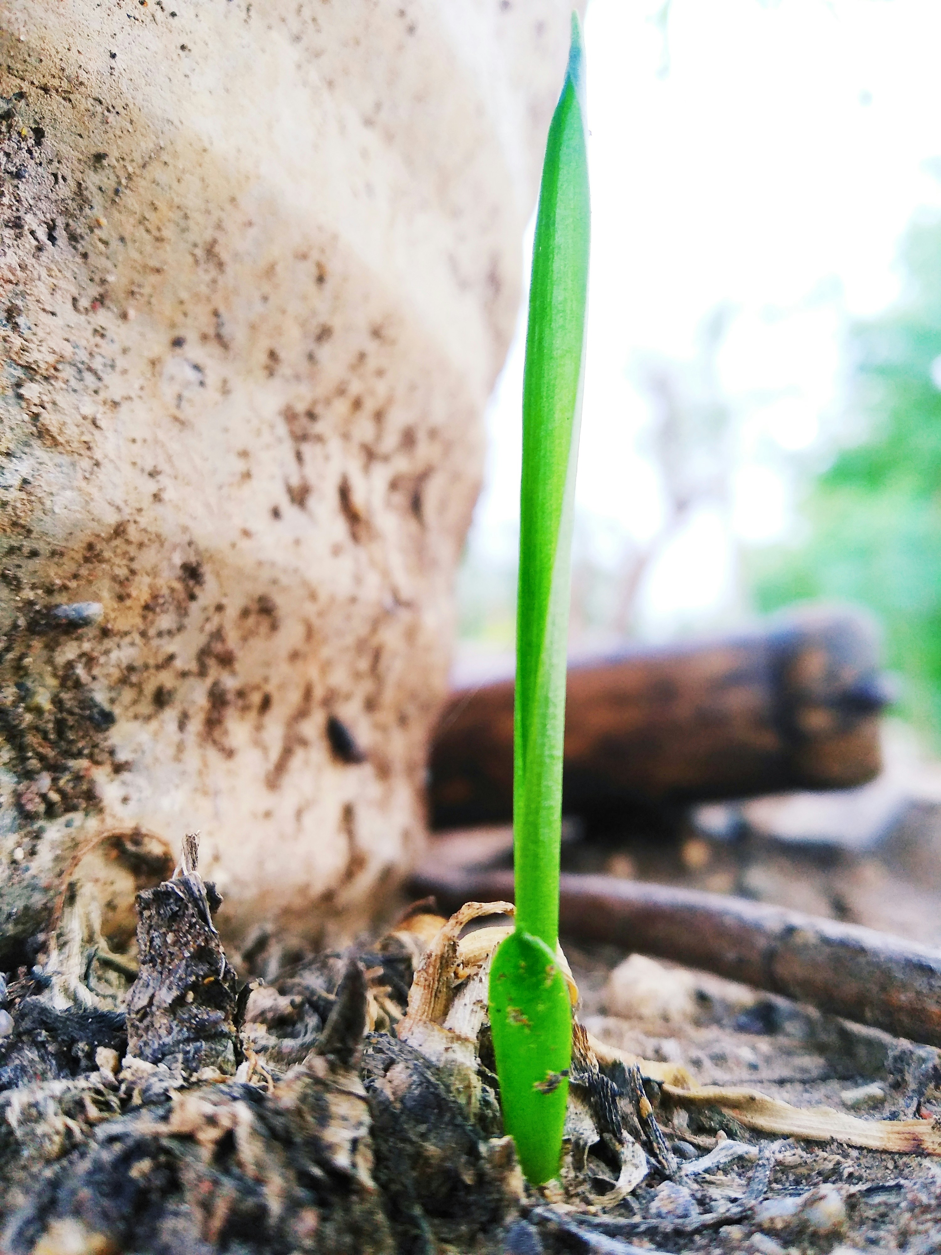 A Lone Green Sprout Breaks Ground Beside a Weathered Trunk