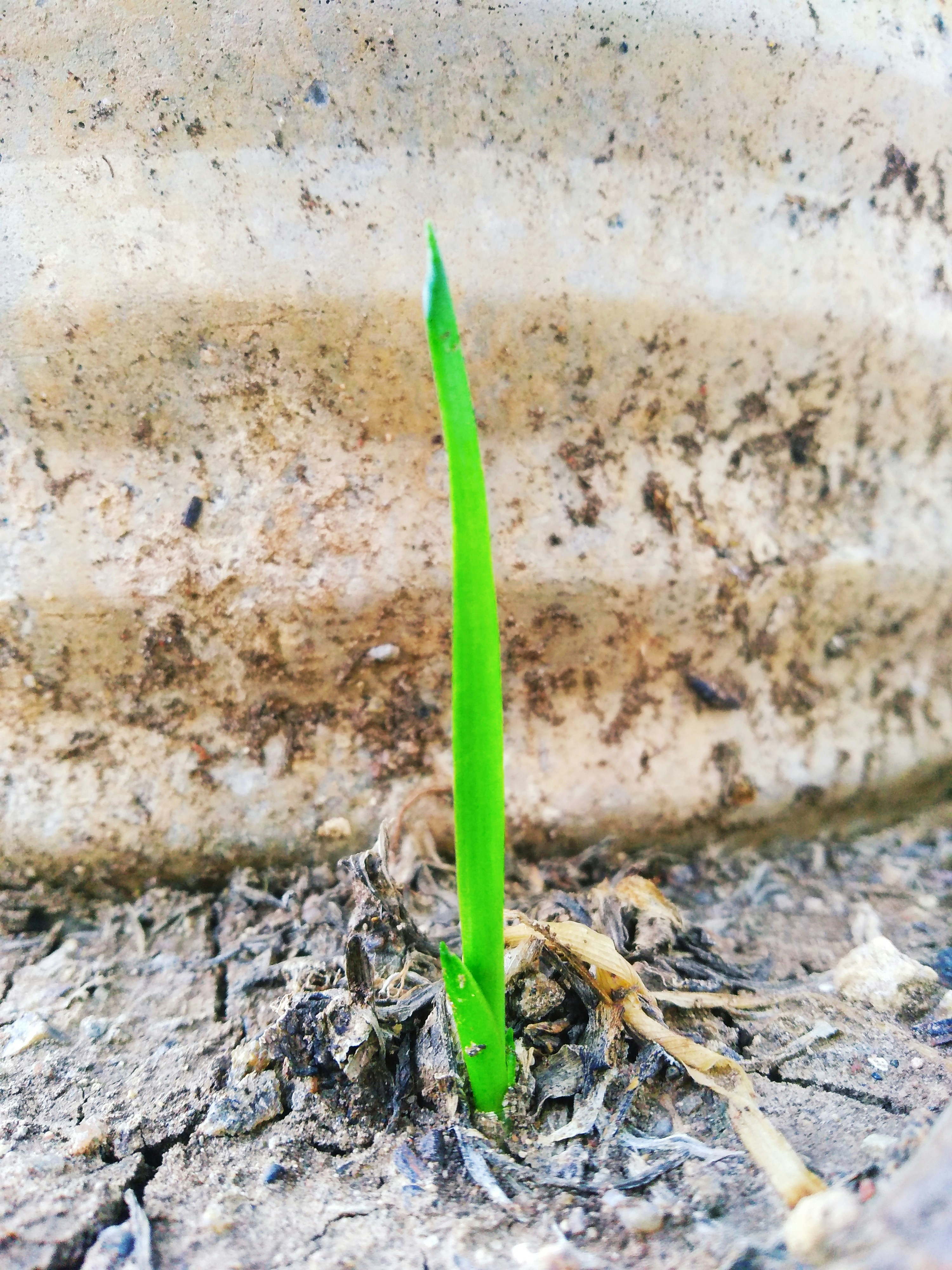 a green plant growing out of the ground