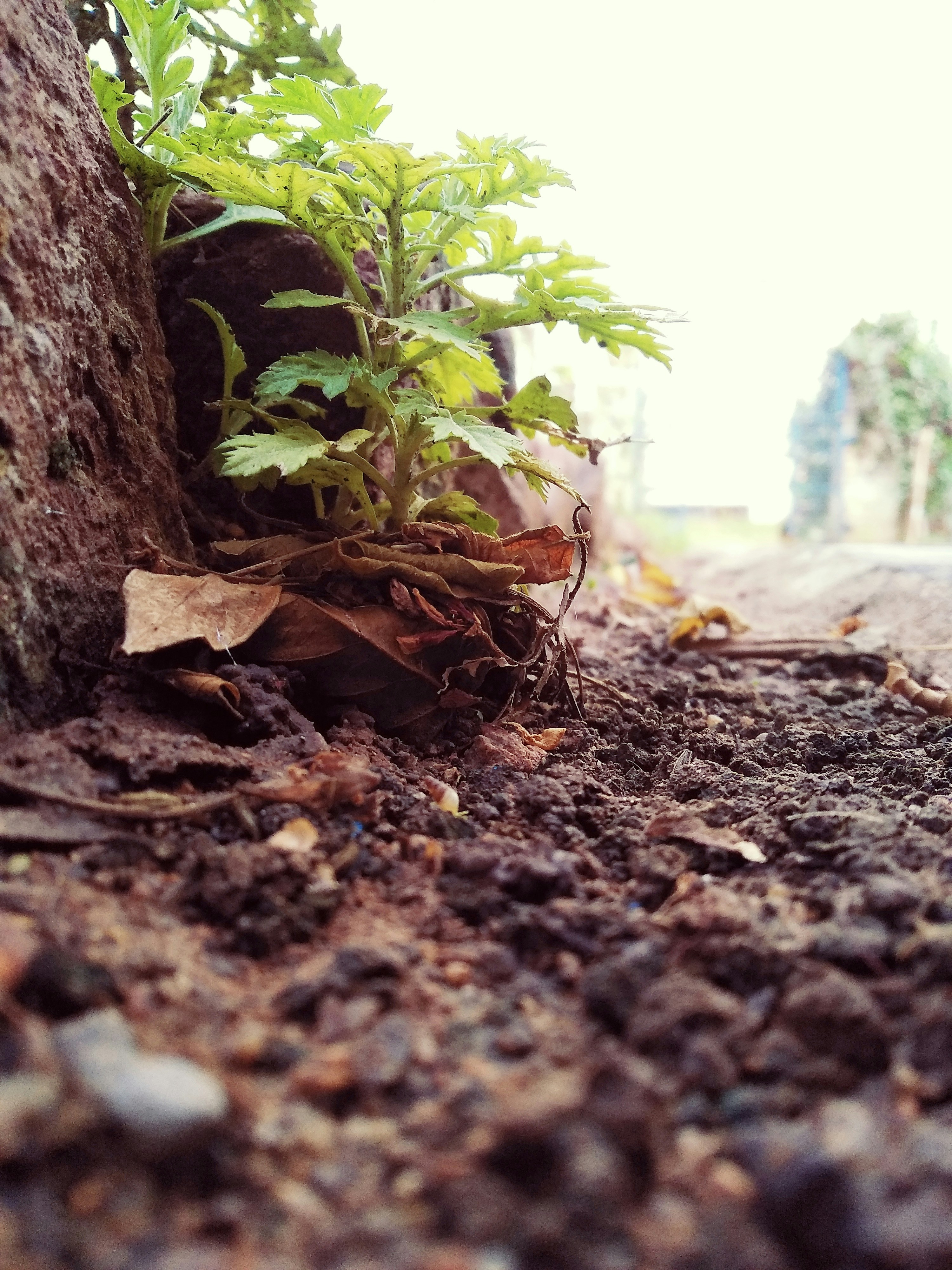 Emergence at the Edge: a Tiny Sprout Claimed the Cracked Soil