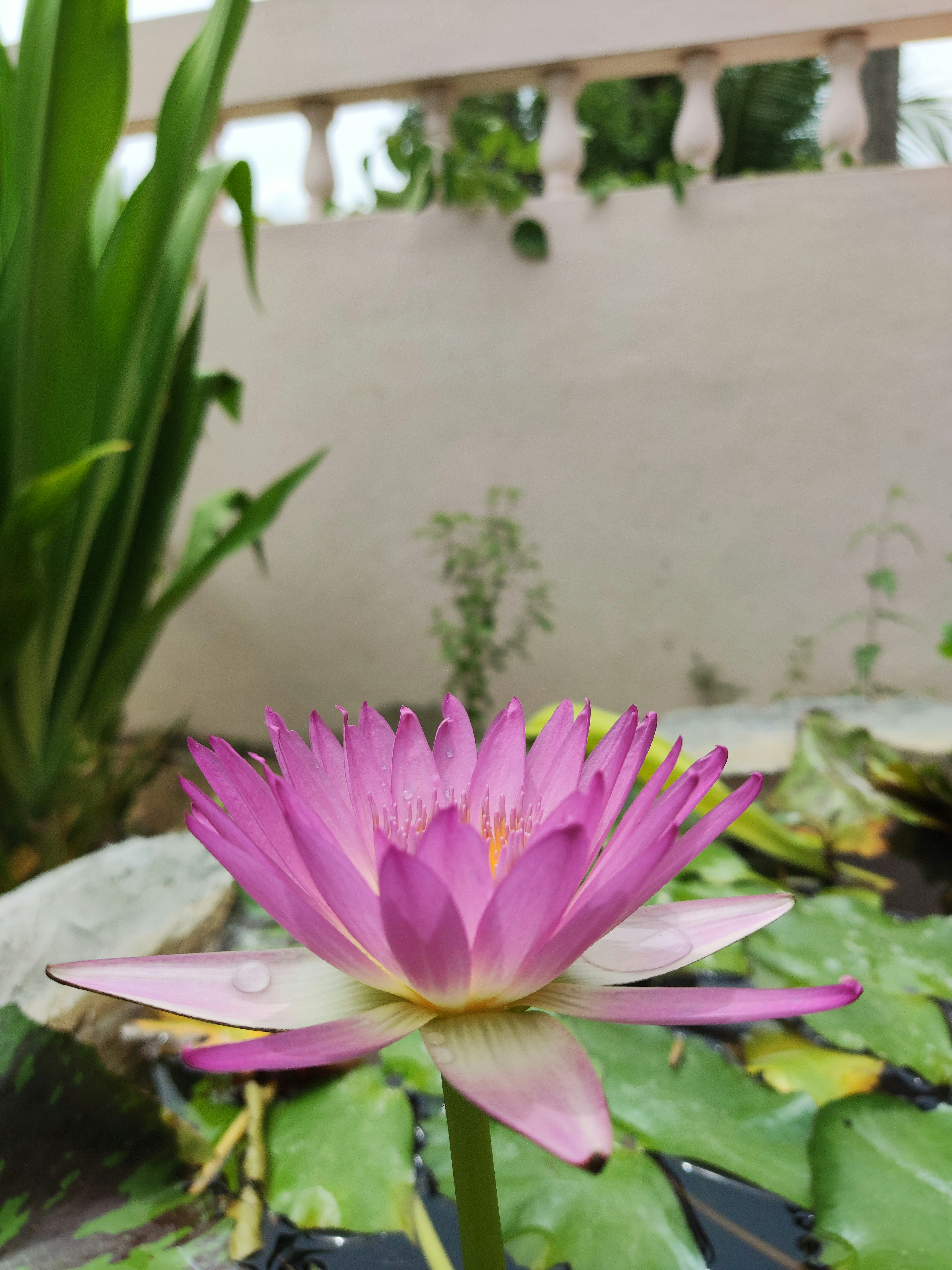 Vibrant pink lotus flower emerging from a pond, surrounded by lush green leaves and a soft, blurred background. 