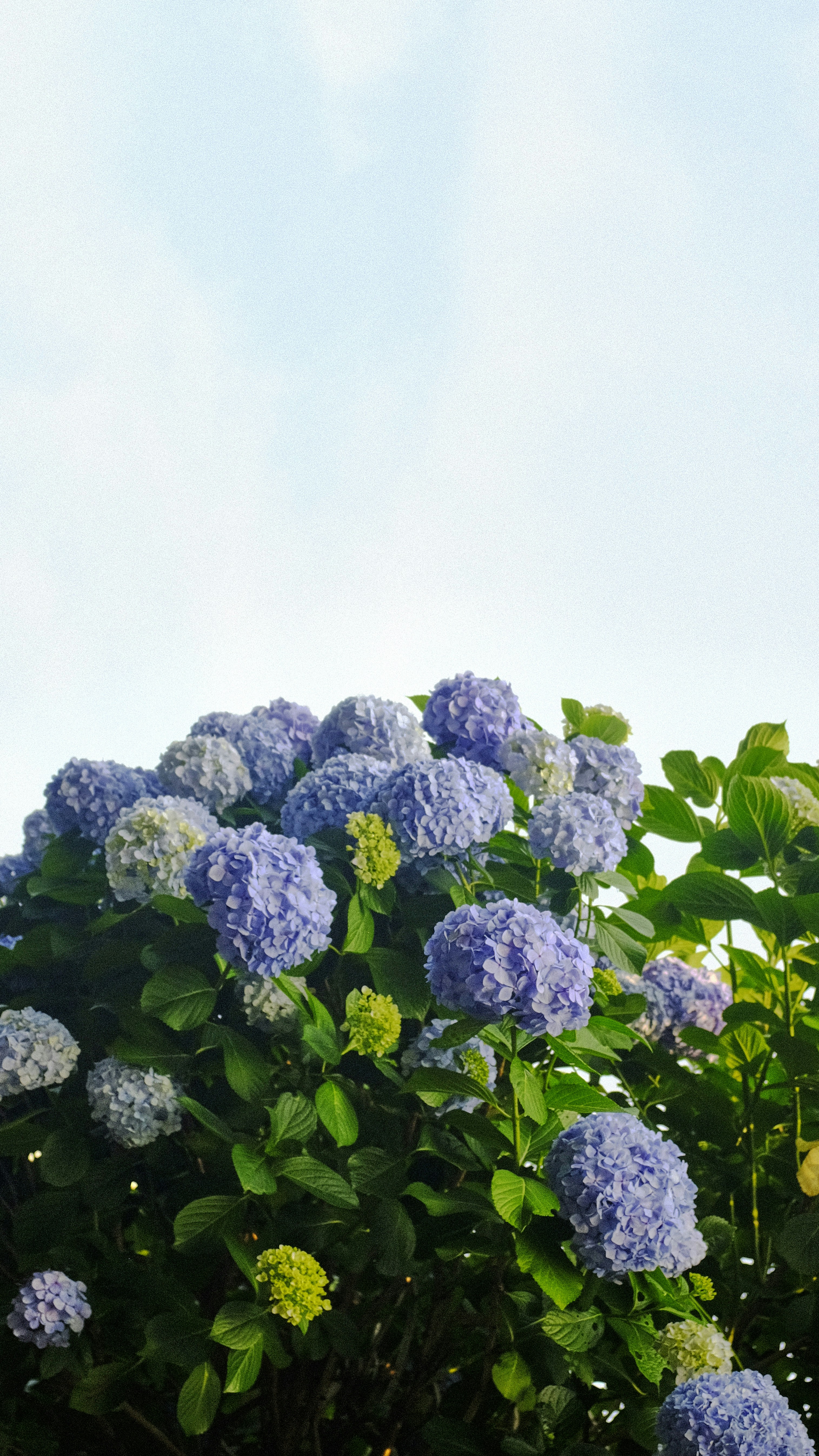 bunch of hydrangeas