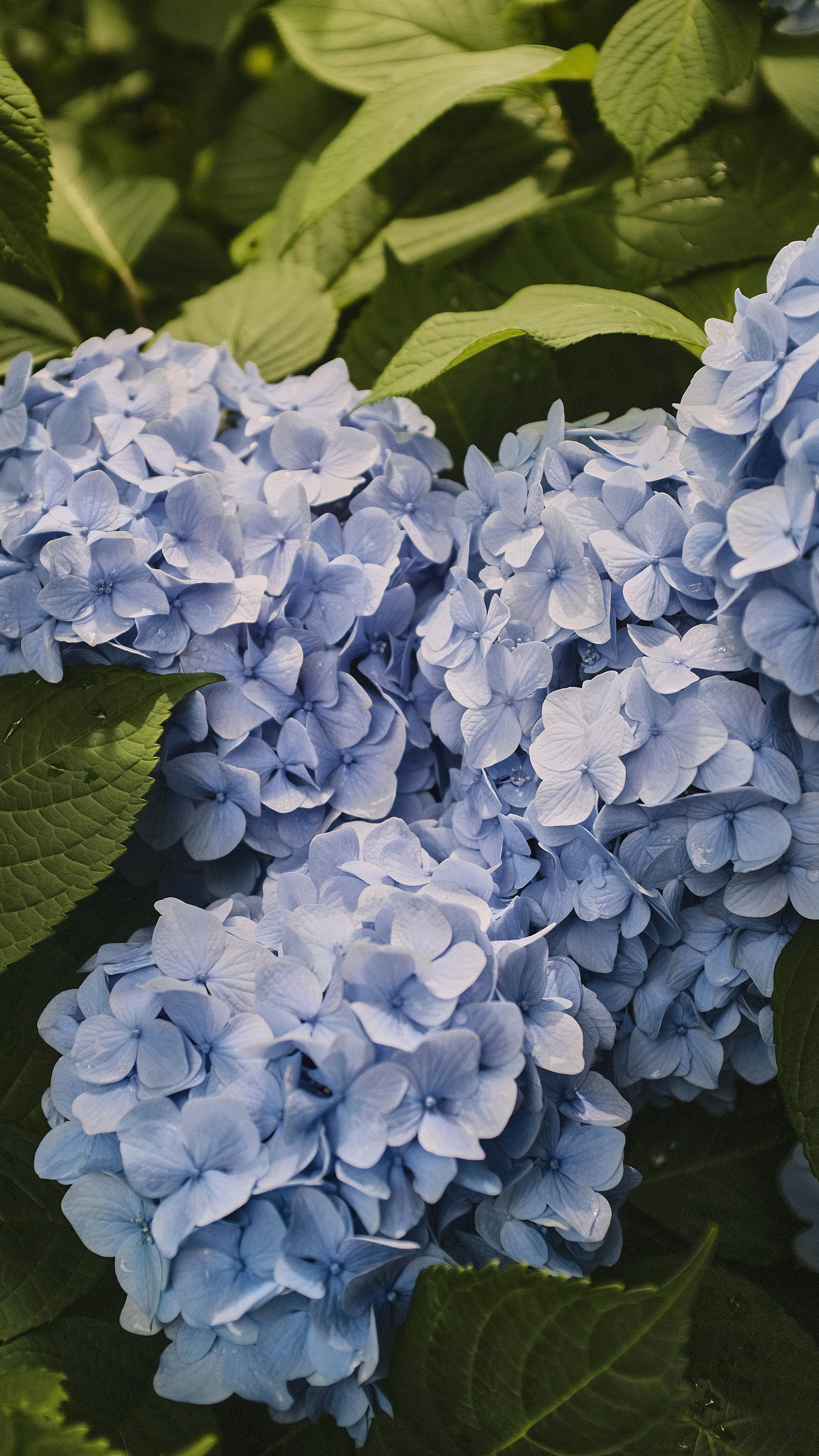 Azure Hydrangea Clusters: A Close-Up in Quiet Green Shadows