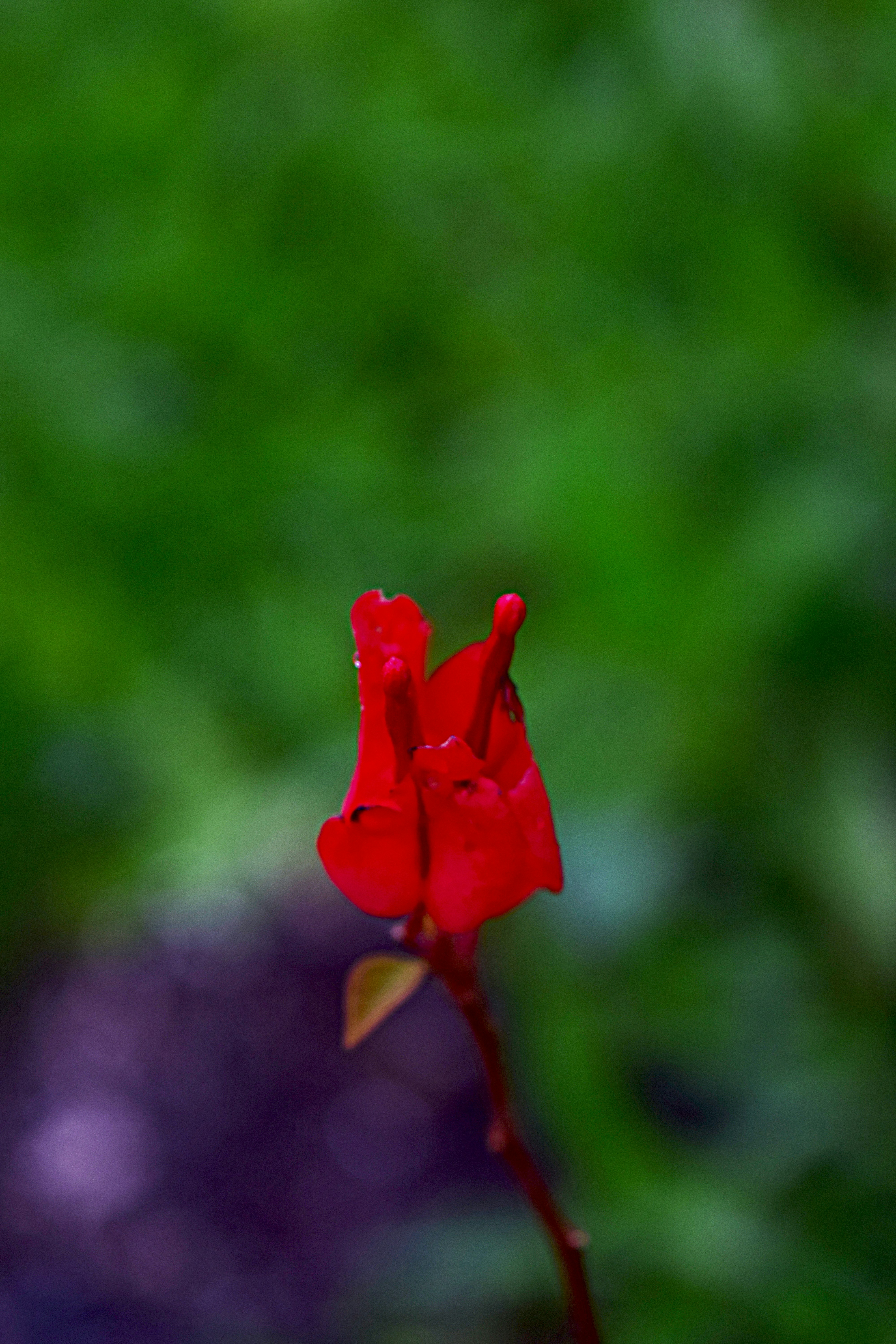 Crimson Petal Rising Through a Velvet Green Blur