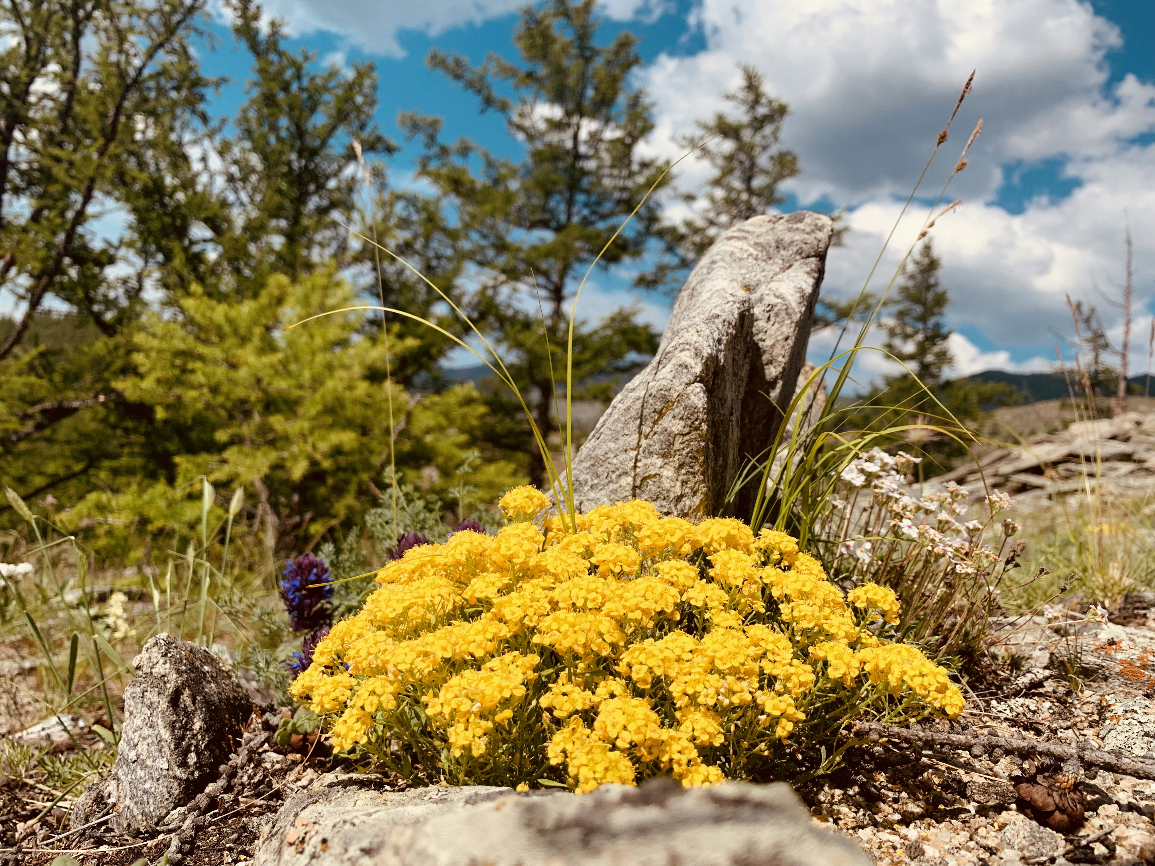 Stone Garden Radiance: A Pebble-Bordered Burst of Yellow Blooms