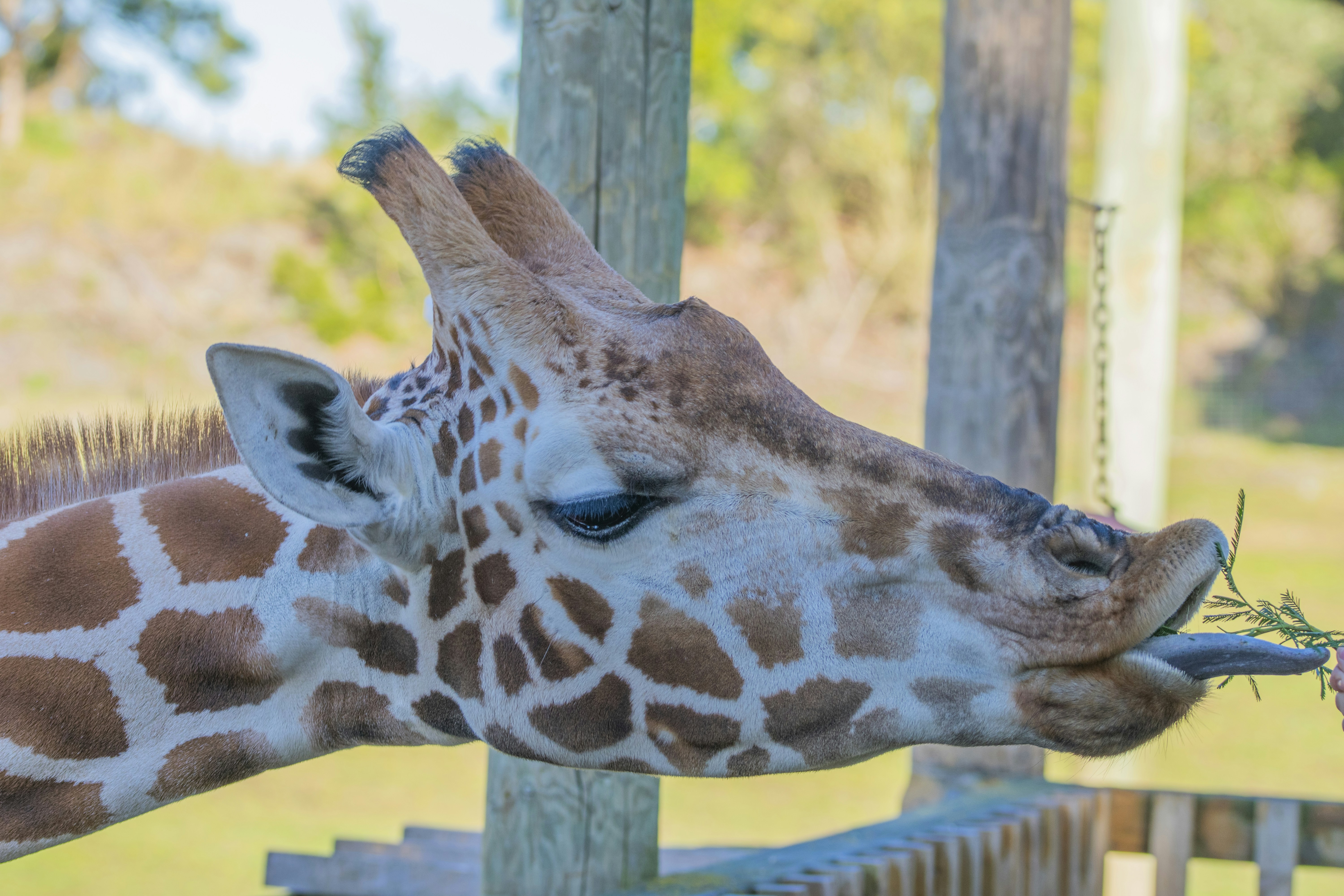 Giraffe extending its long neck to nibble on foliage, showcasing its unique features and gentle demeanor.