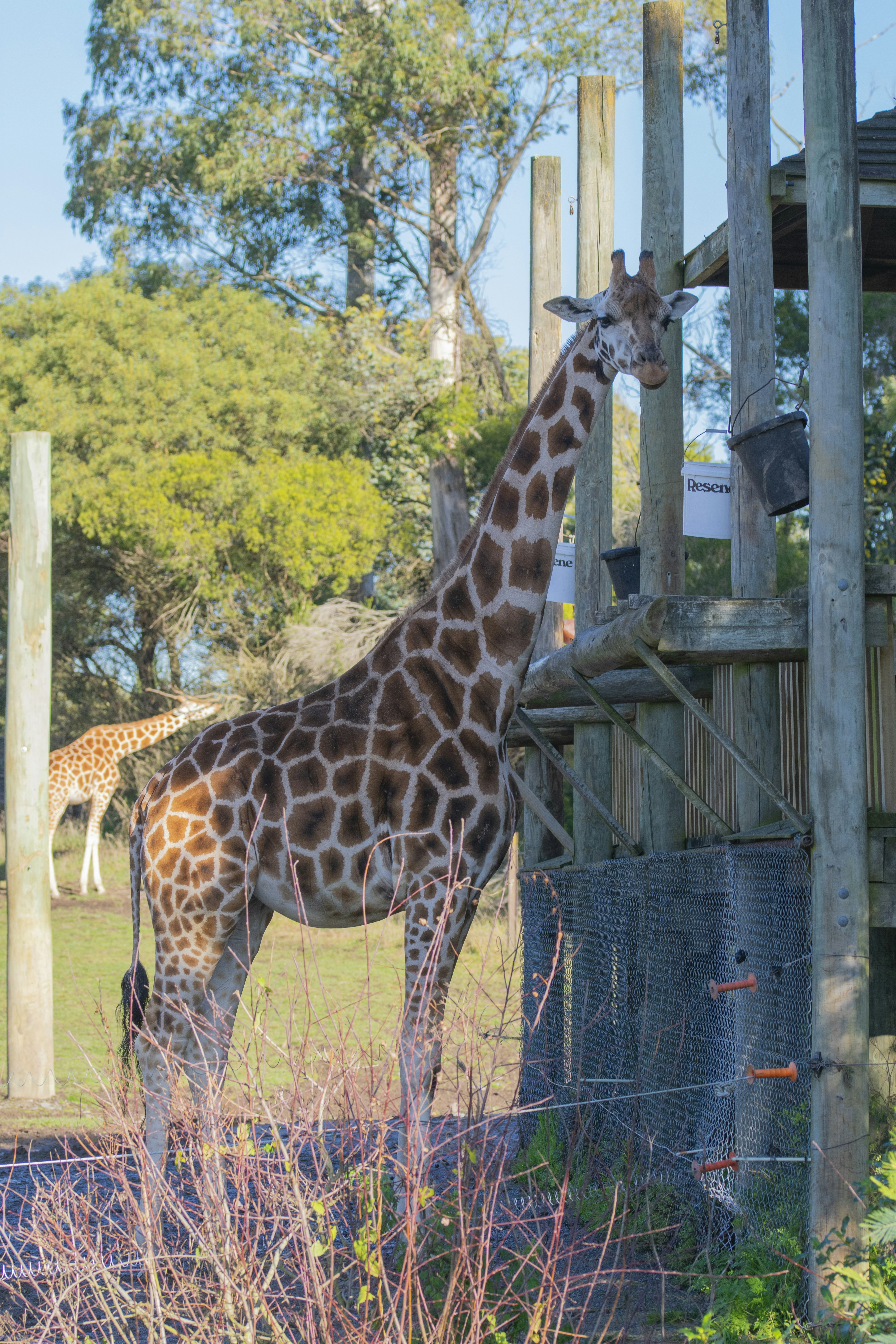 Giraffe by the Elevated Feeding Platform