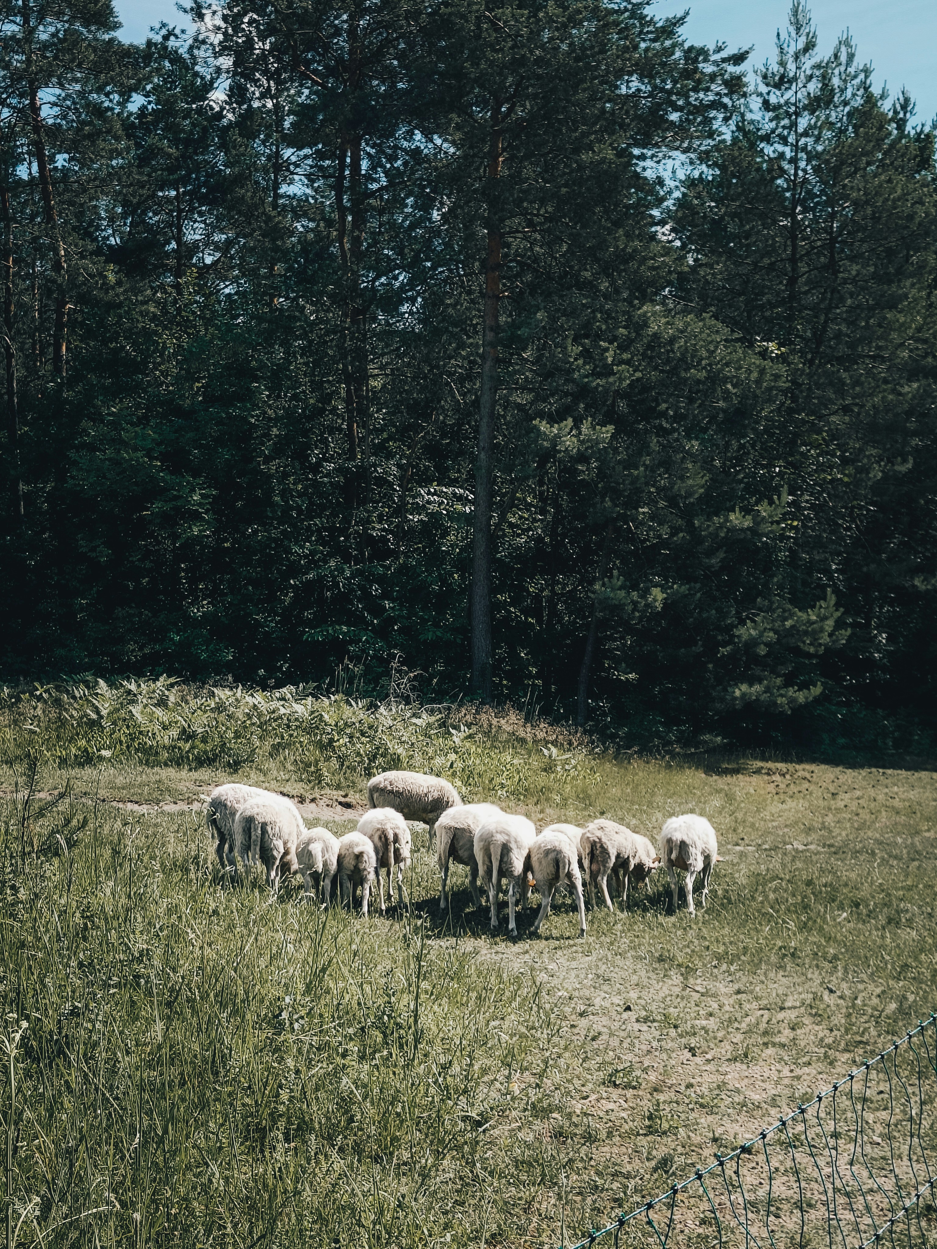 Group of sheep grazing in a sunlit meadow with a pine forest backdrop.