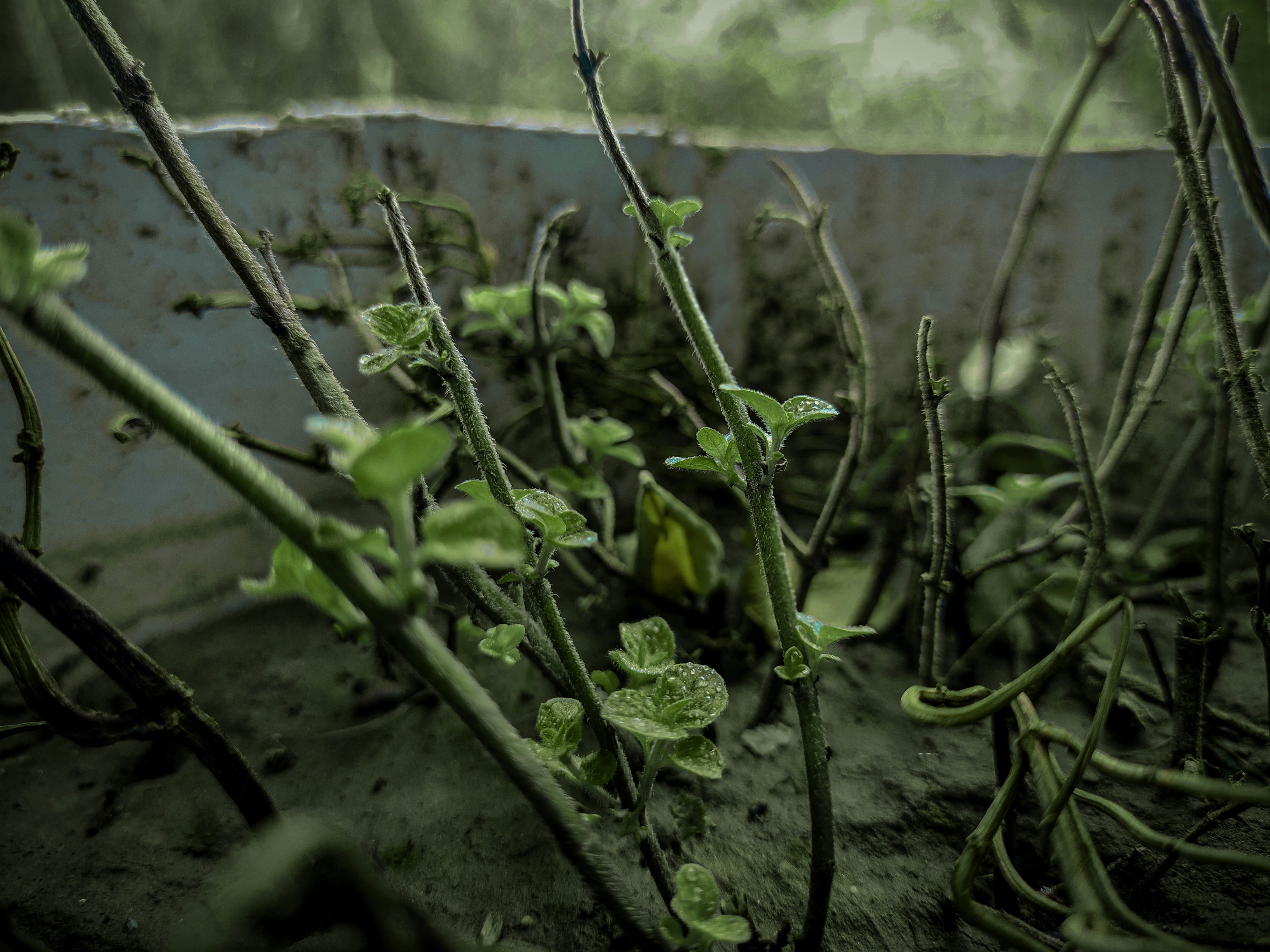 Lush green shoots emerging from cracked soil, showcasing nature's resilience in an abandoned space.