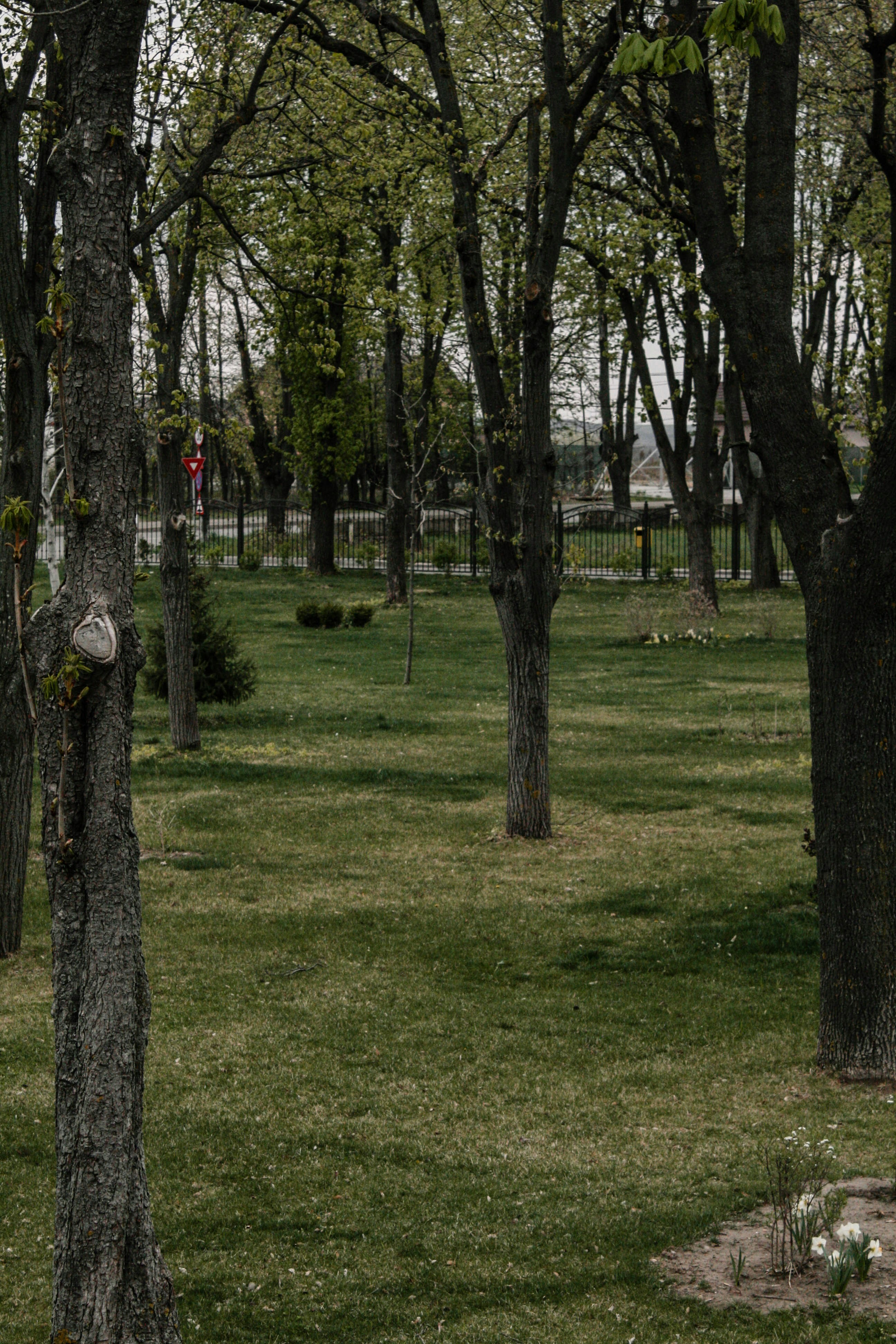 Lush green park with trees and gentle grass, creating a peaceful atmosphere. A hint of human presence is suggested by distant park elements.