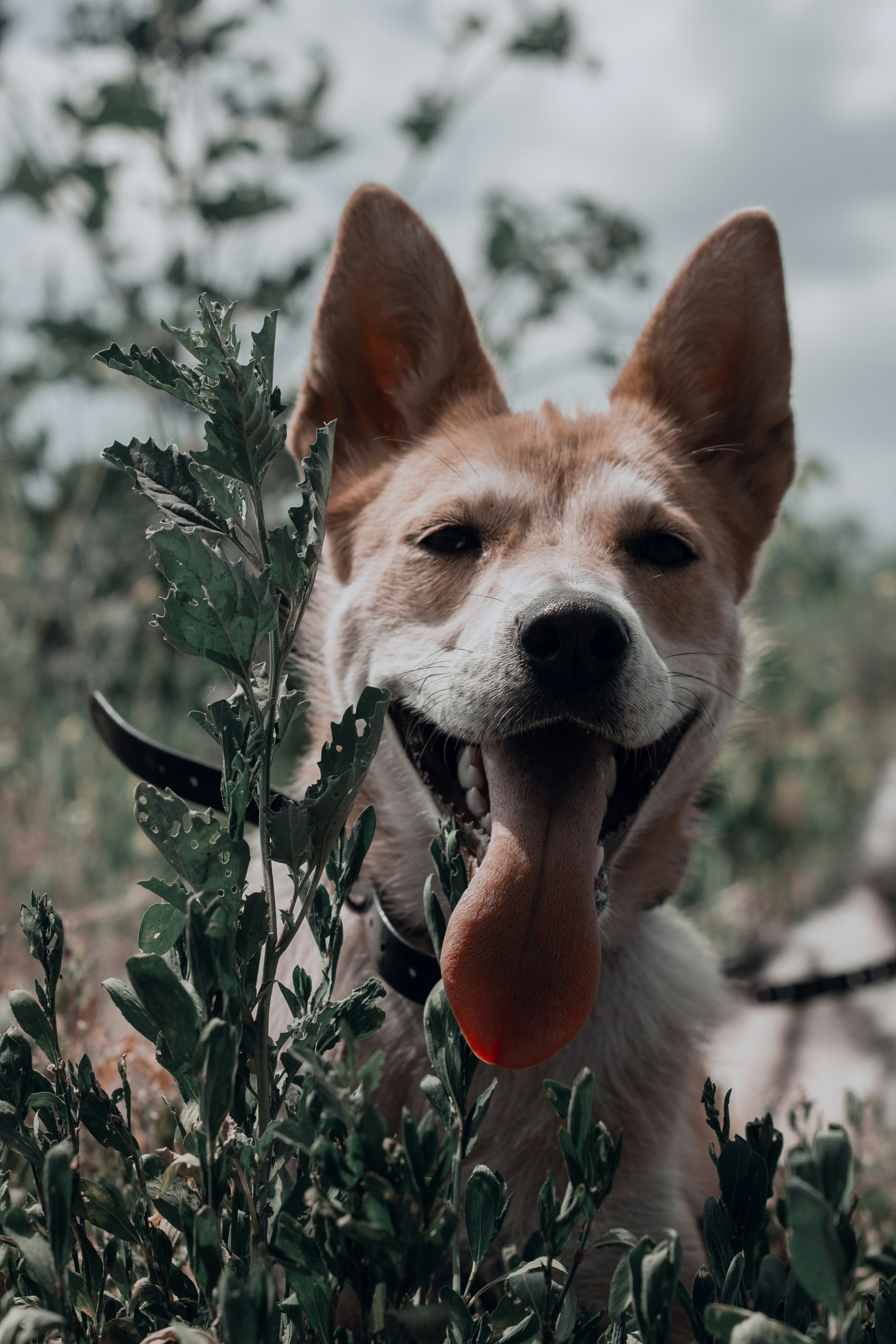 Grinning Corgi Amid Wild Gorse