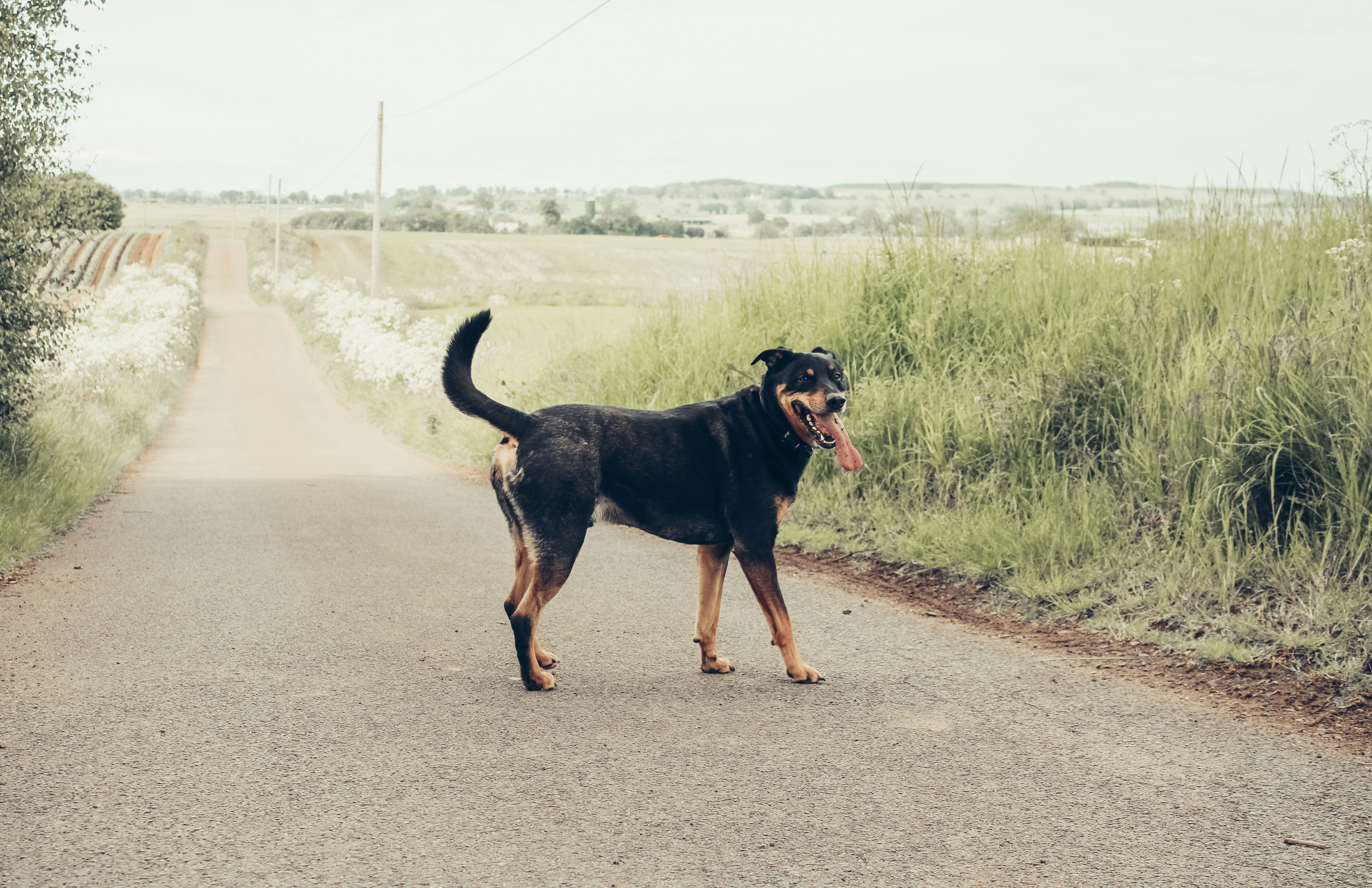 Foto Un perro parado en una carretera – Imagen Perro gratis en Unsplash